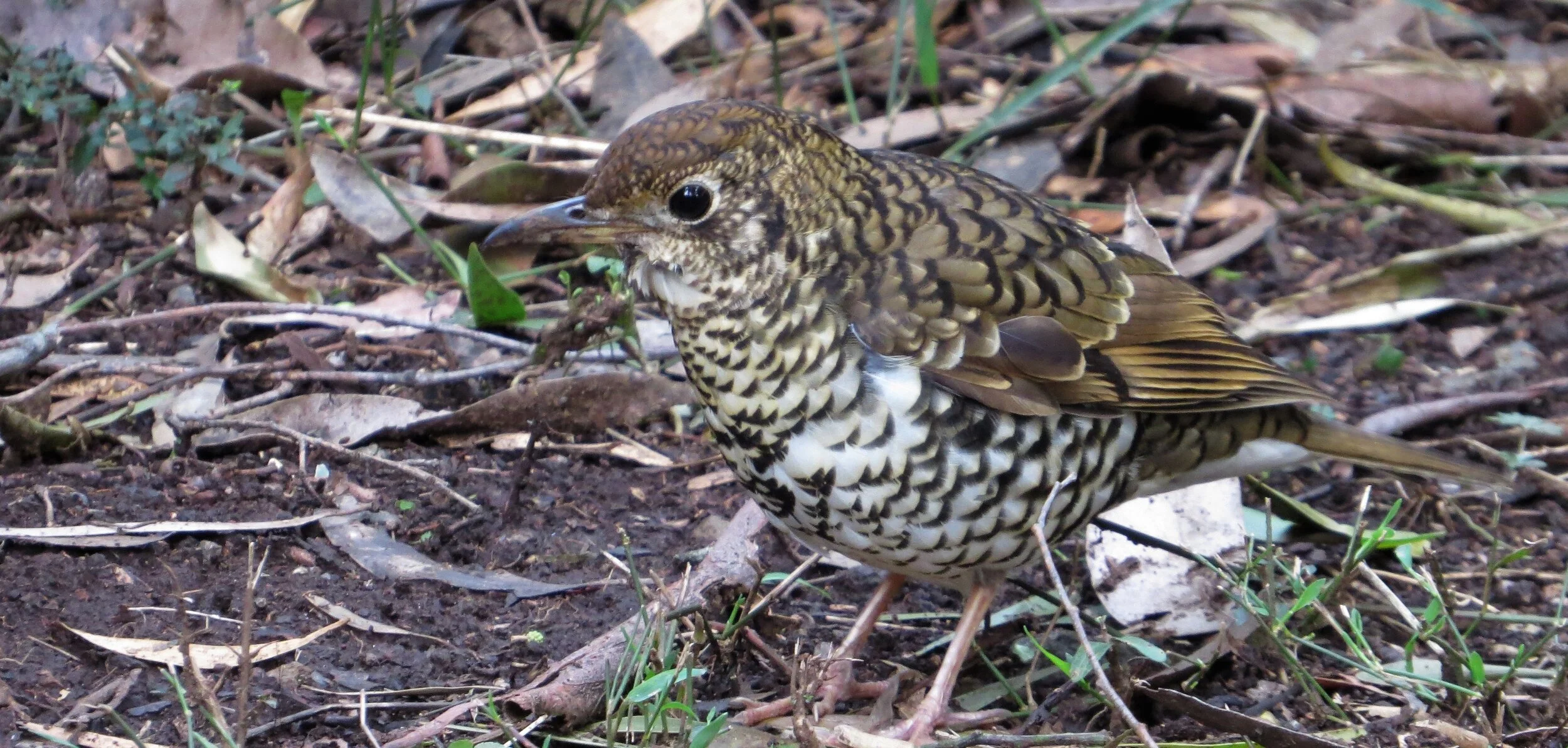 Species Files - Passerines — Birding Victoria