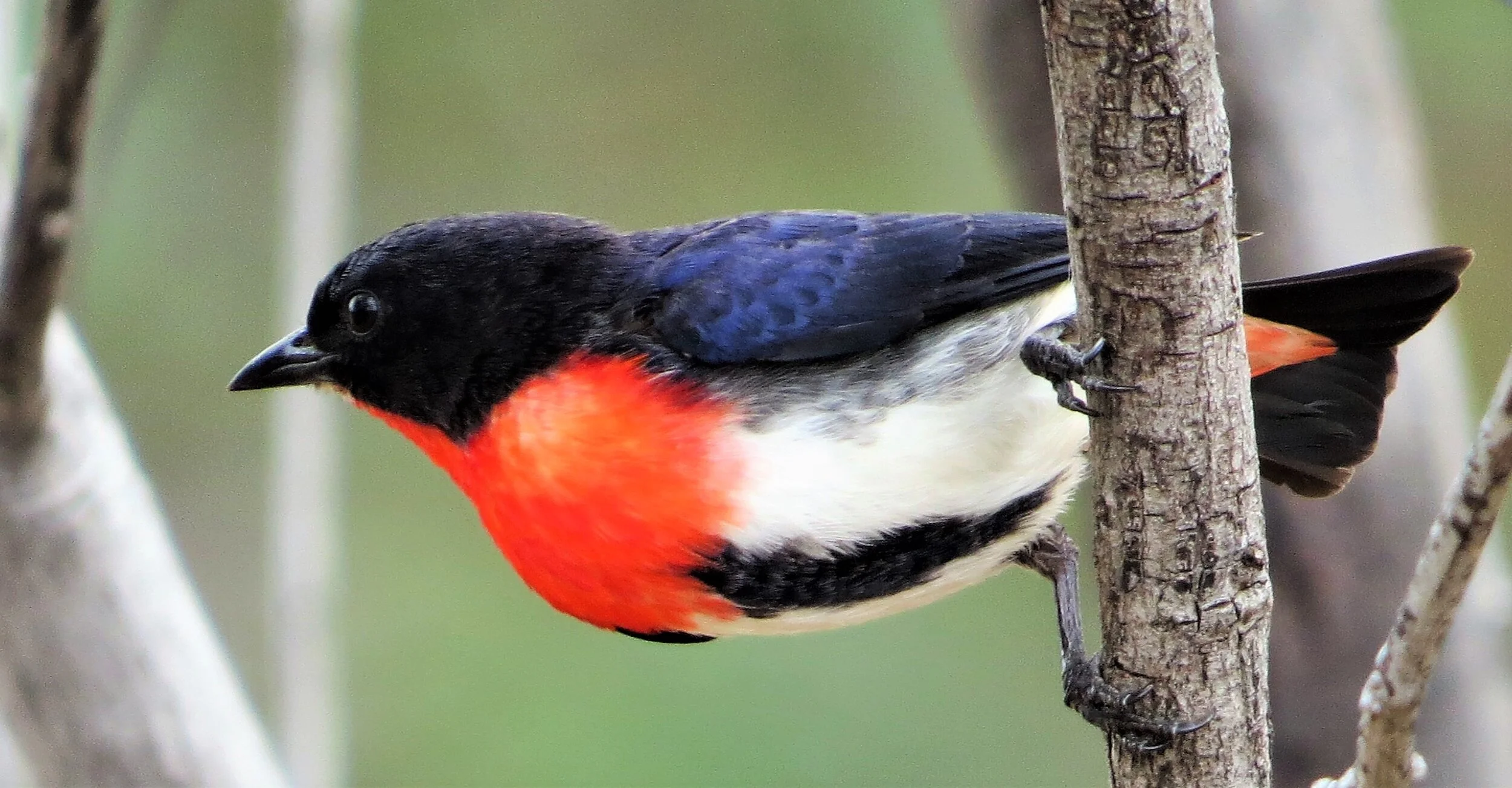 Species Files - Passerines — Birding Victoria