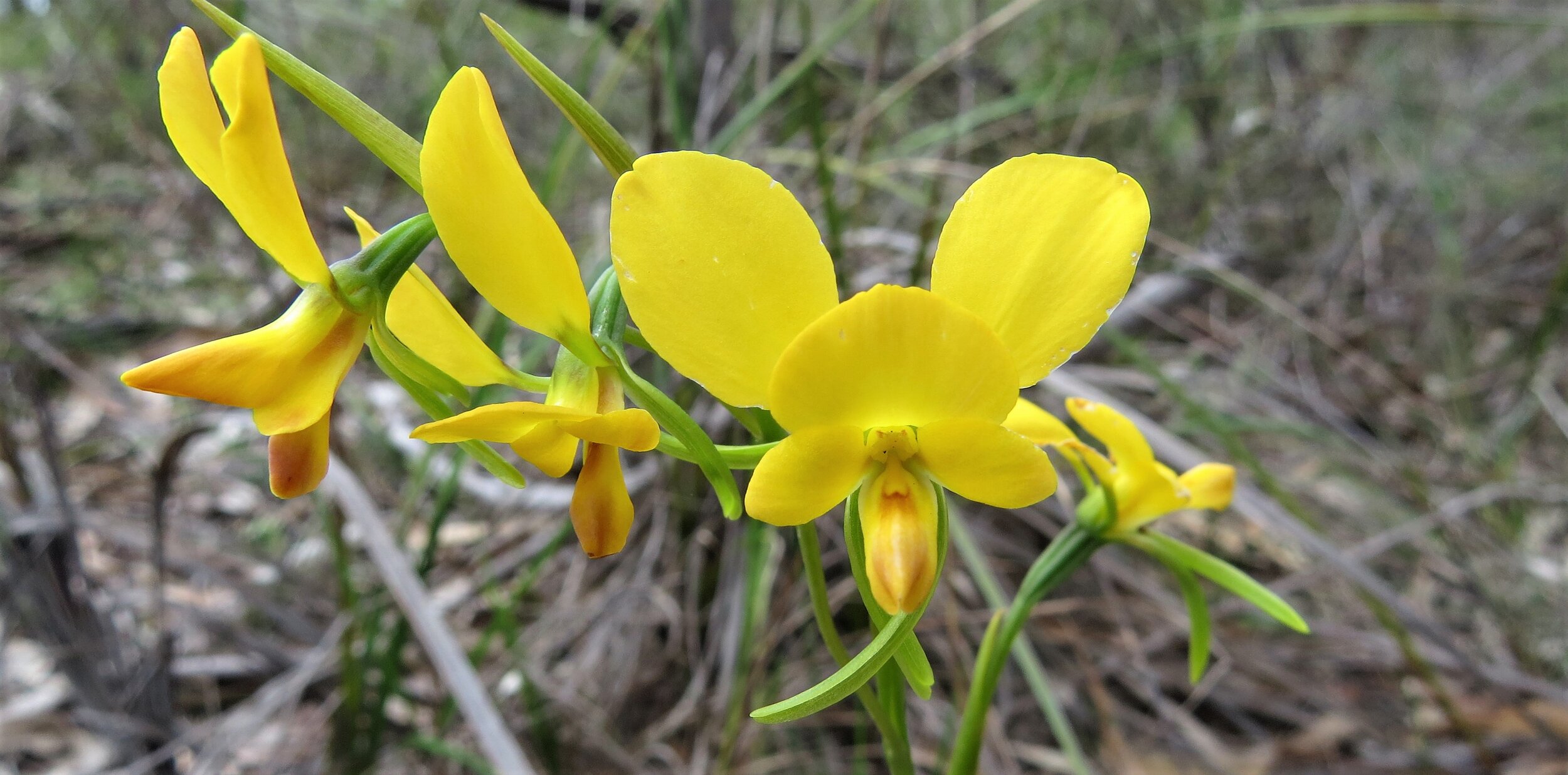 Western Victoria — Birding Victoria