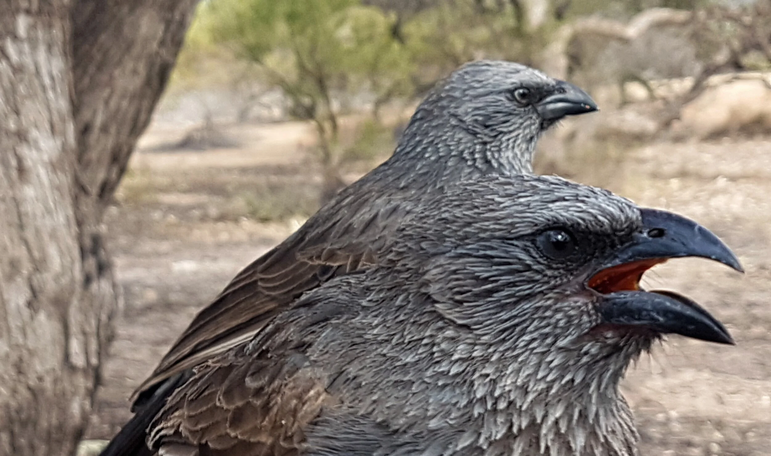Species Files - Passerines — Birding Victoria