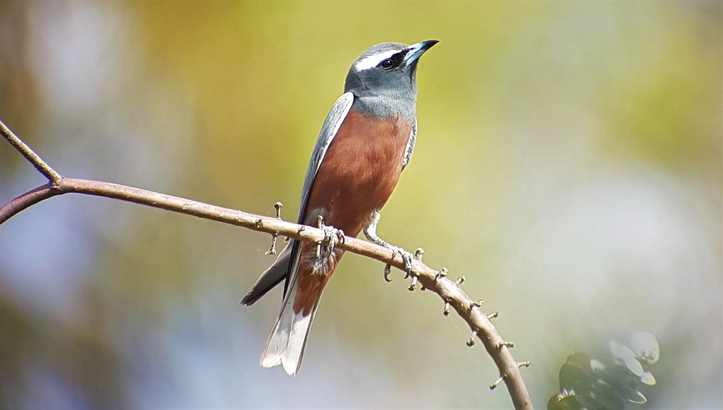 Species Files - Passerines — Birding Victoria
