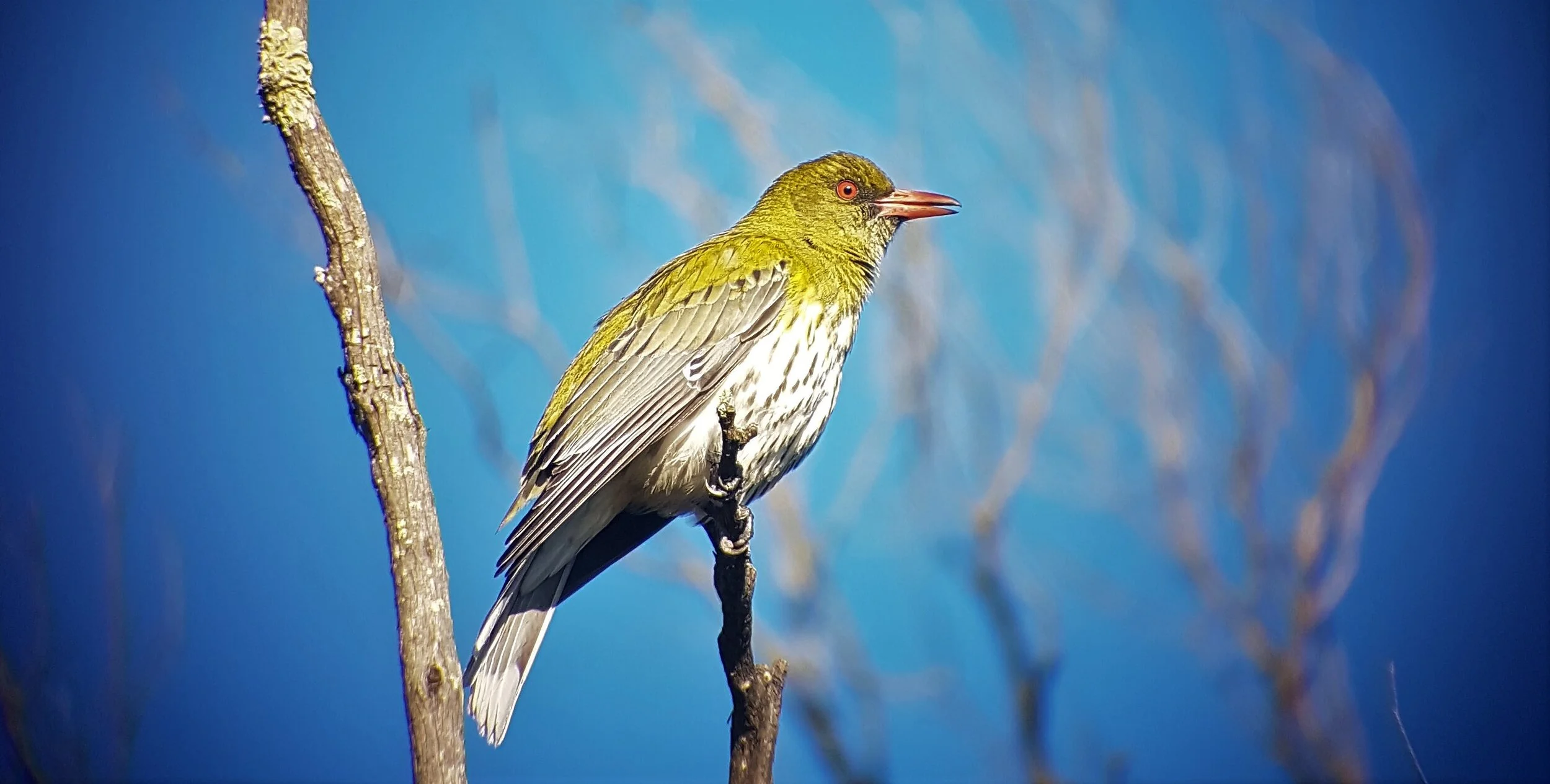 Species Files - Passerines — Birding Victoria