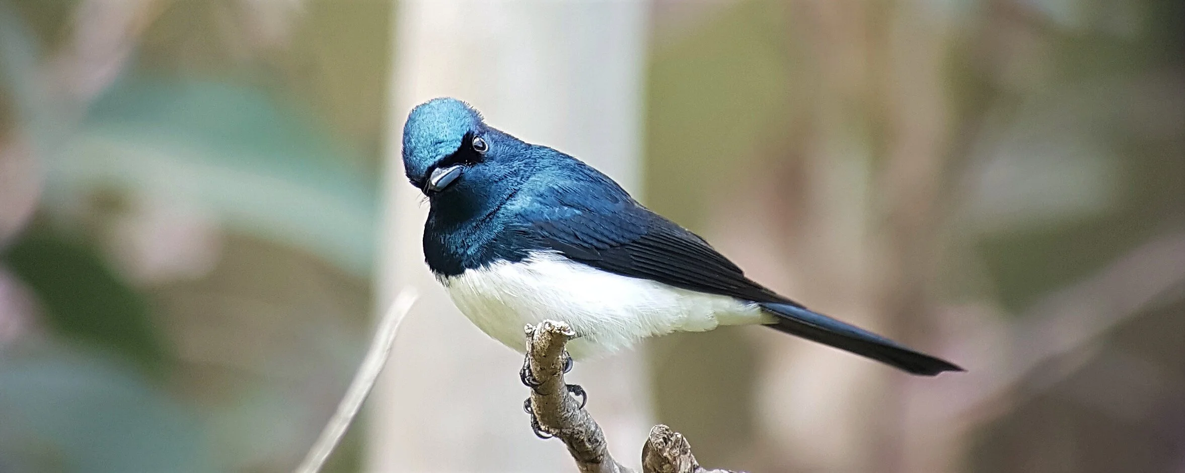 Species Files - Passerines — Birding Victoria