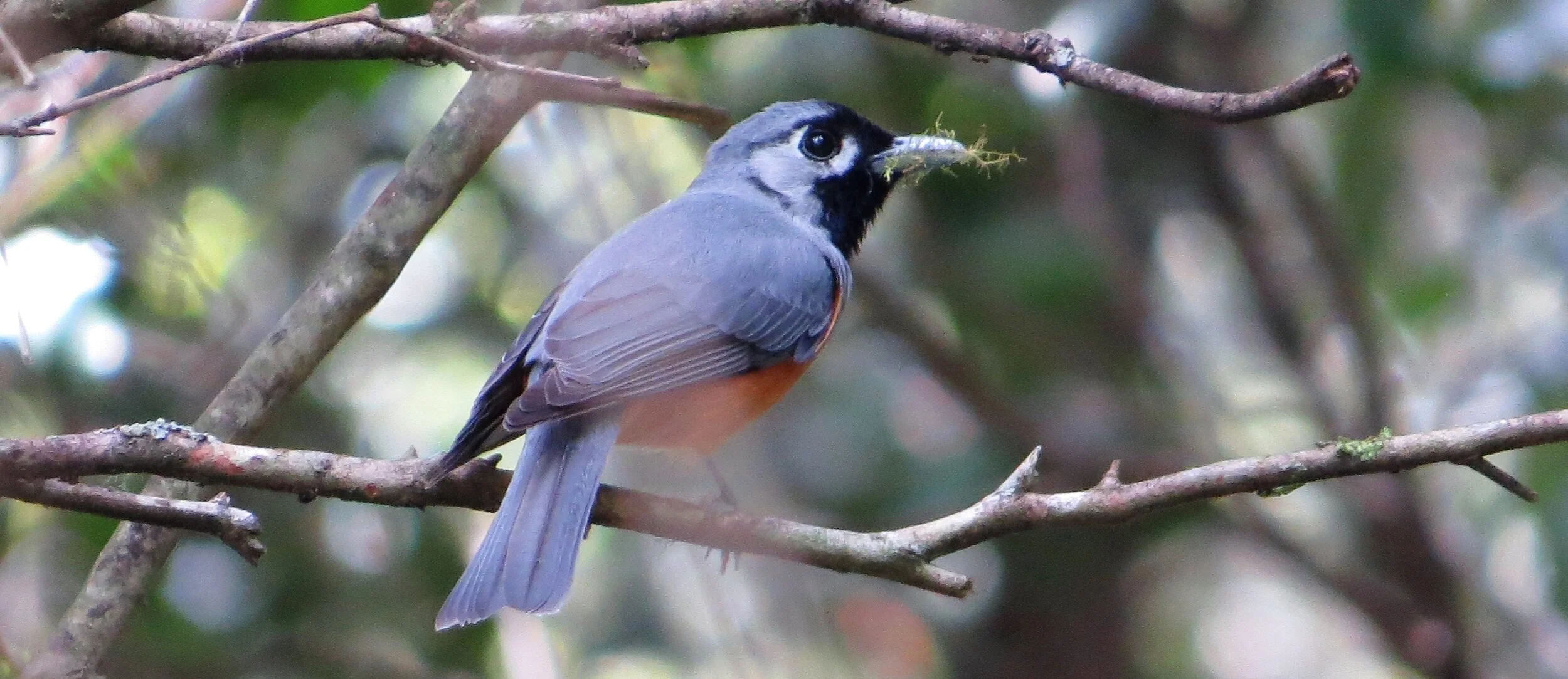 Species Files - Passerines — Birding Victoria
