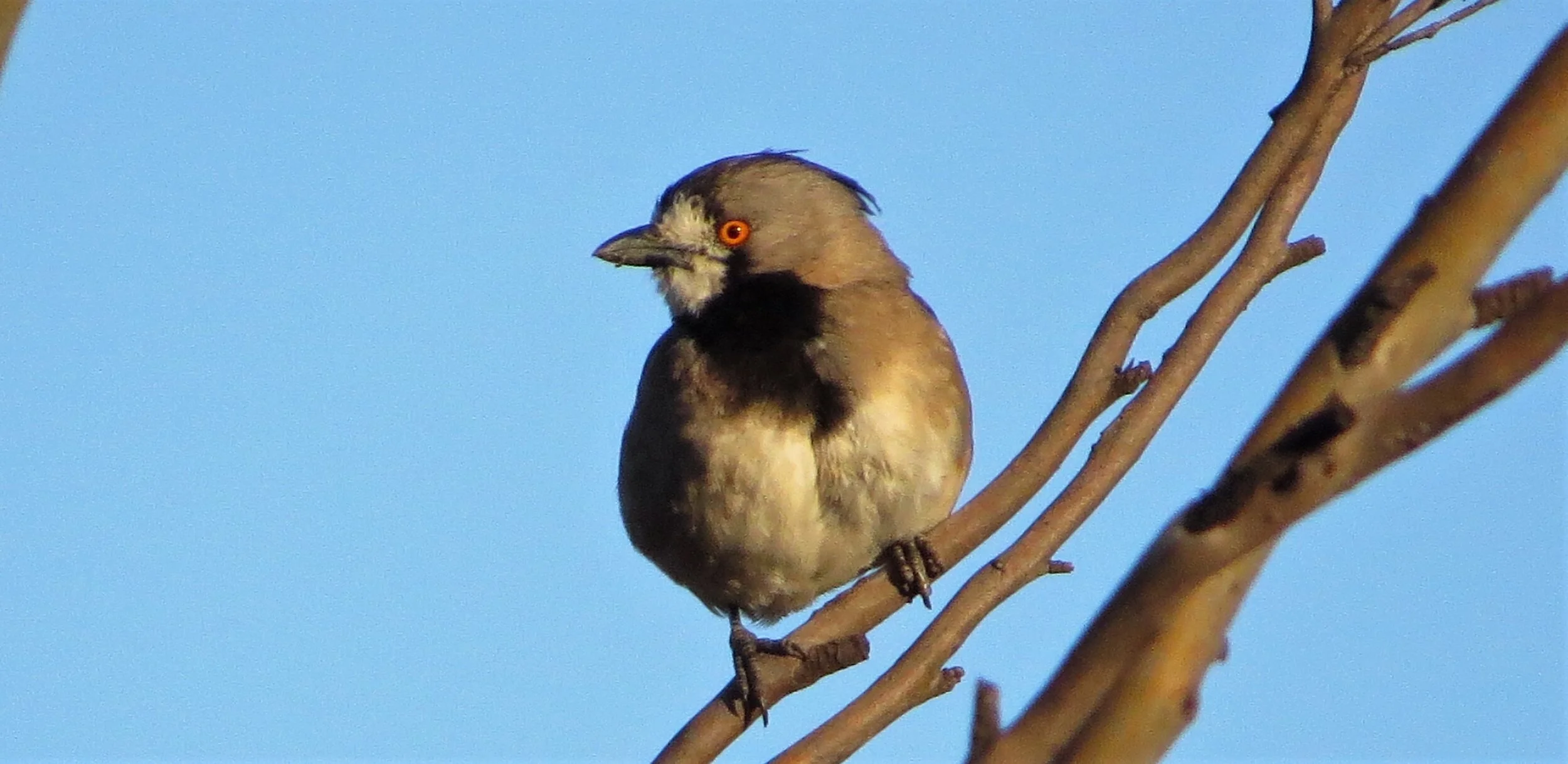 Species Files - Passerines — Birding Victoria