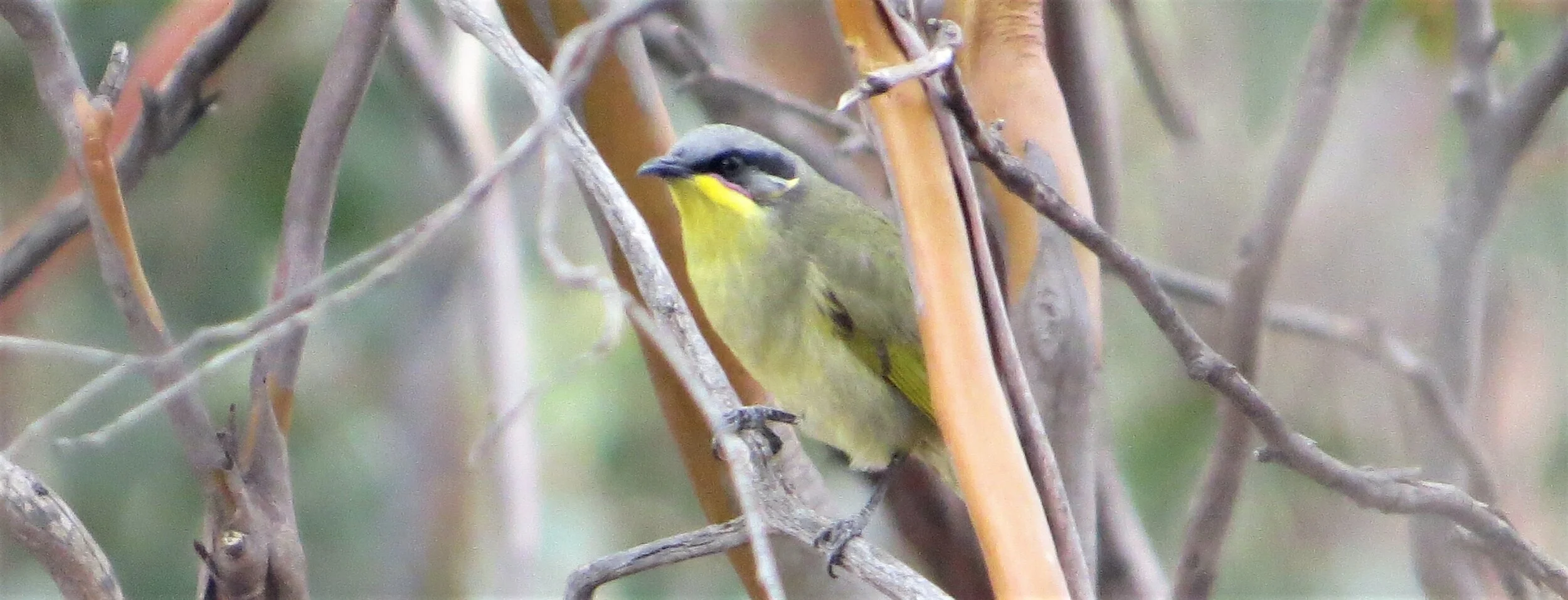 Species Files - Passerines — Birding Victoria