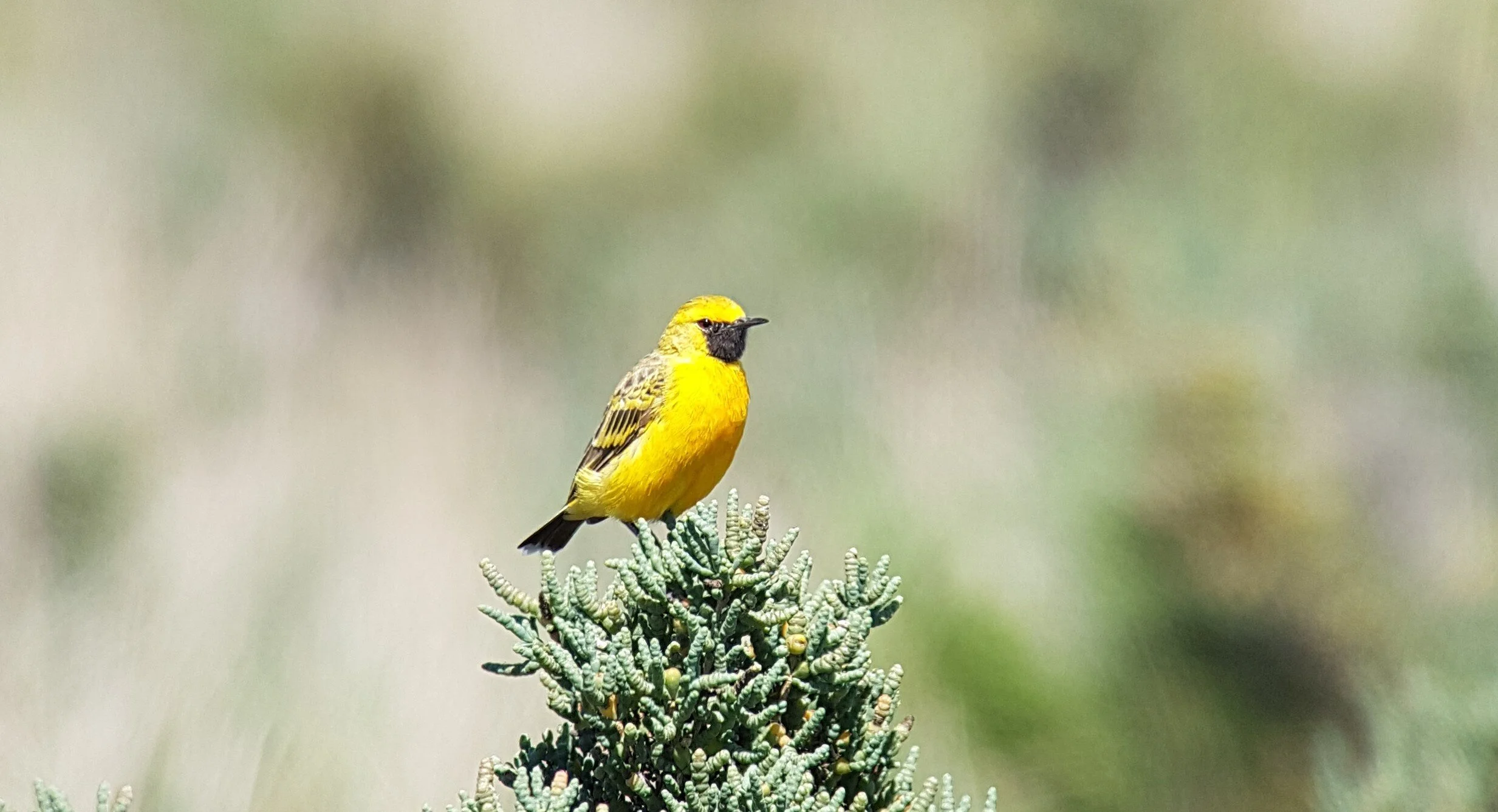 Species Files - Passerines — Birding Victoria
