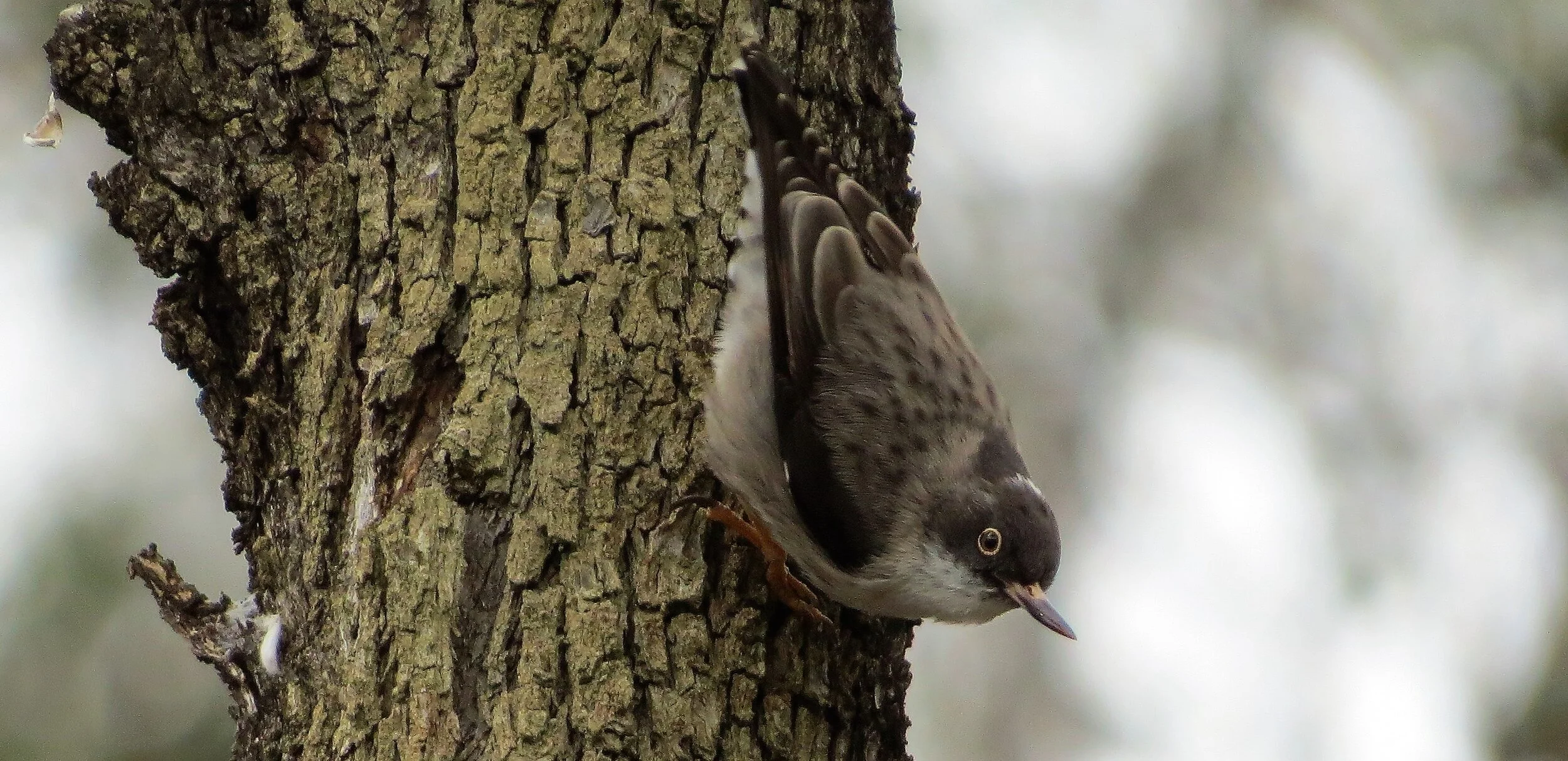 Species Files - Passerines — Birding Victoria