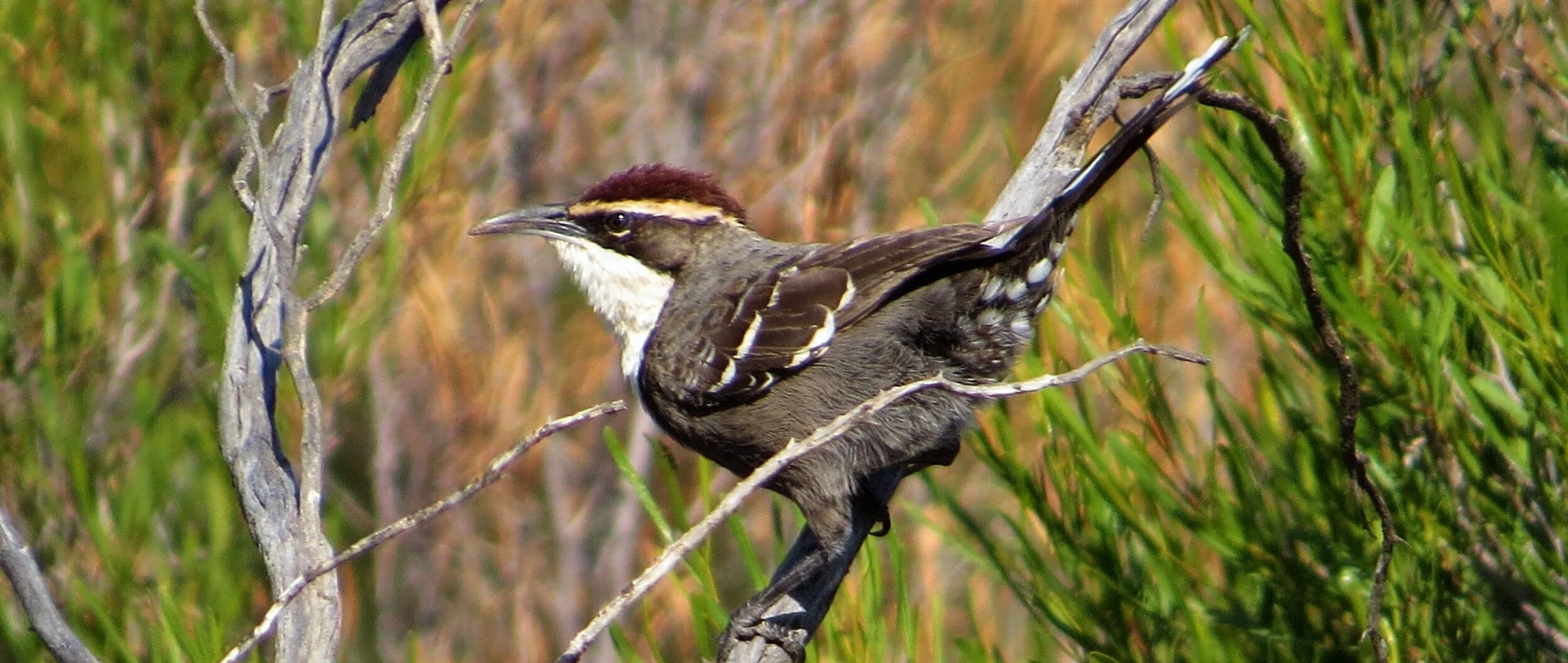 Species Files - Passerines — Birding Victoria