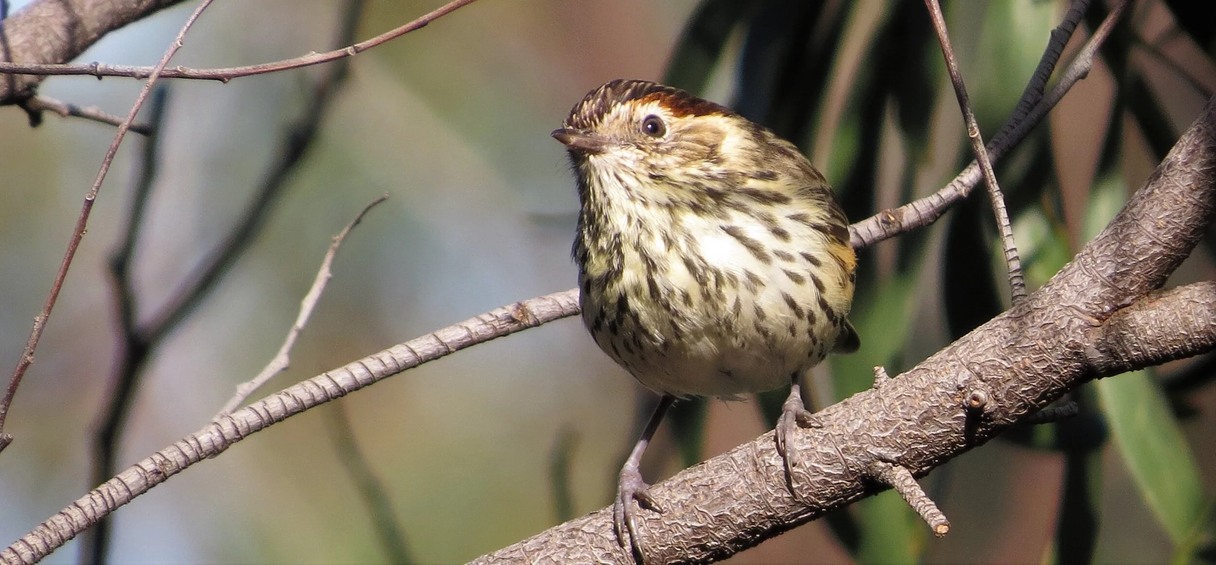 Species Files - Passerines — Birding Victoria