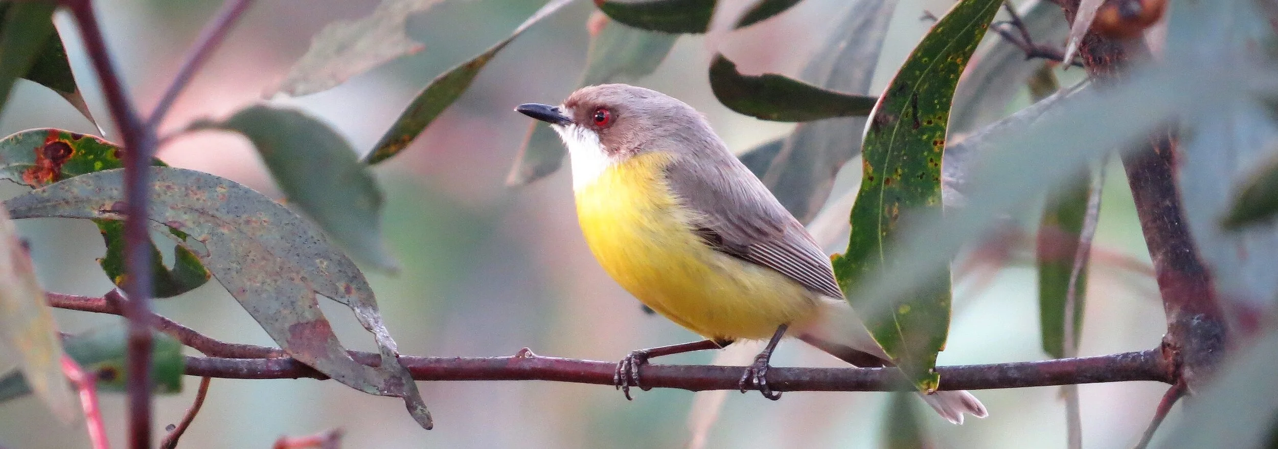 Species Files - Passerines — Birding Victoria