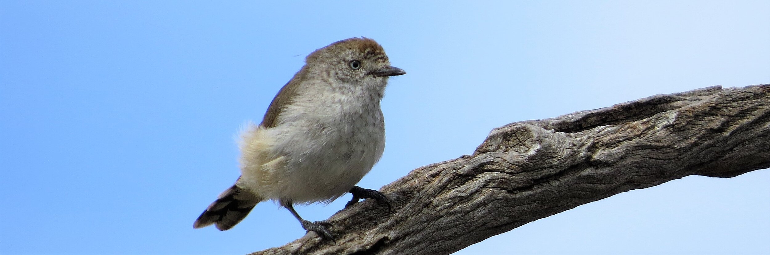 Species Files - Passerines — Birding Victoria