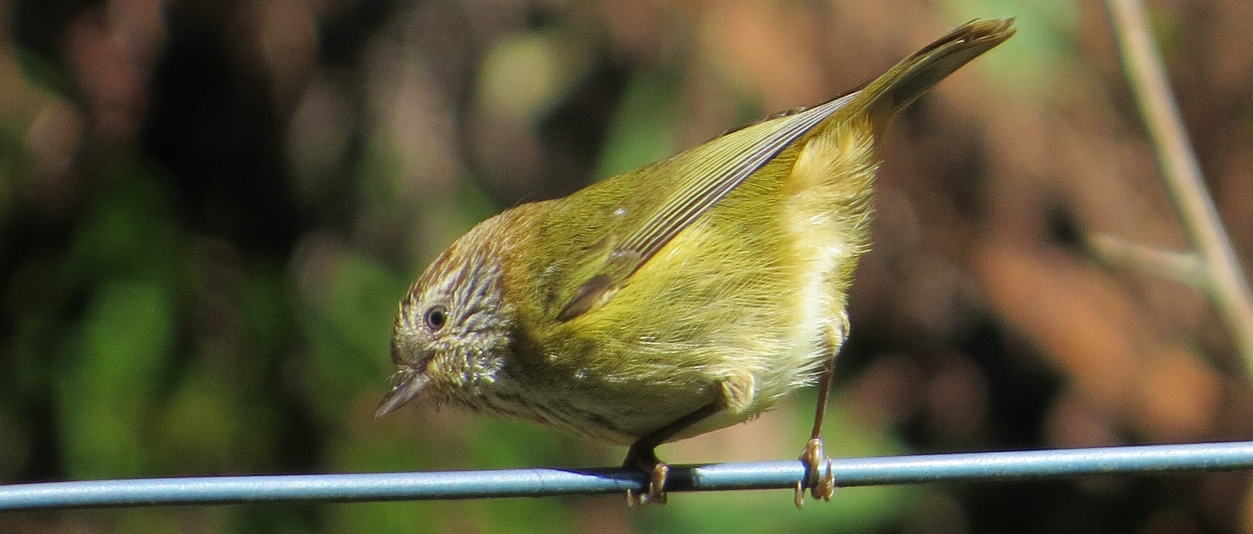Species Files - Passerines — Birding Victoria