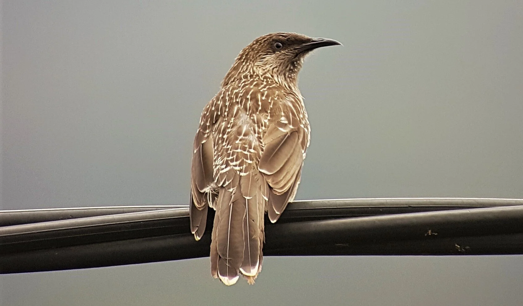Species Files - Passerines — Birding Victoria