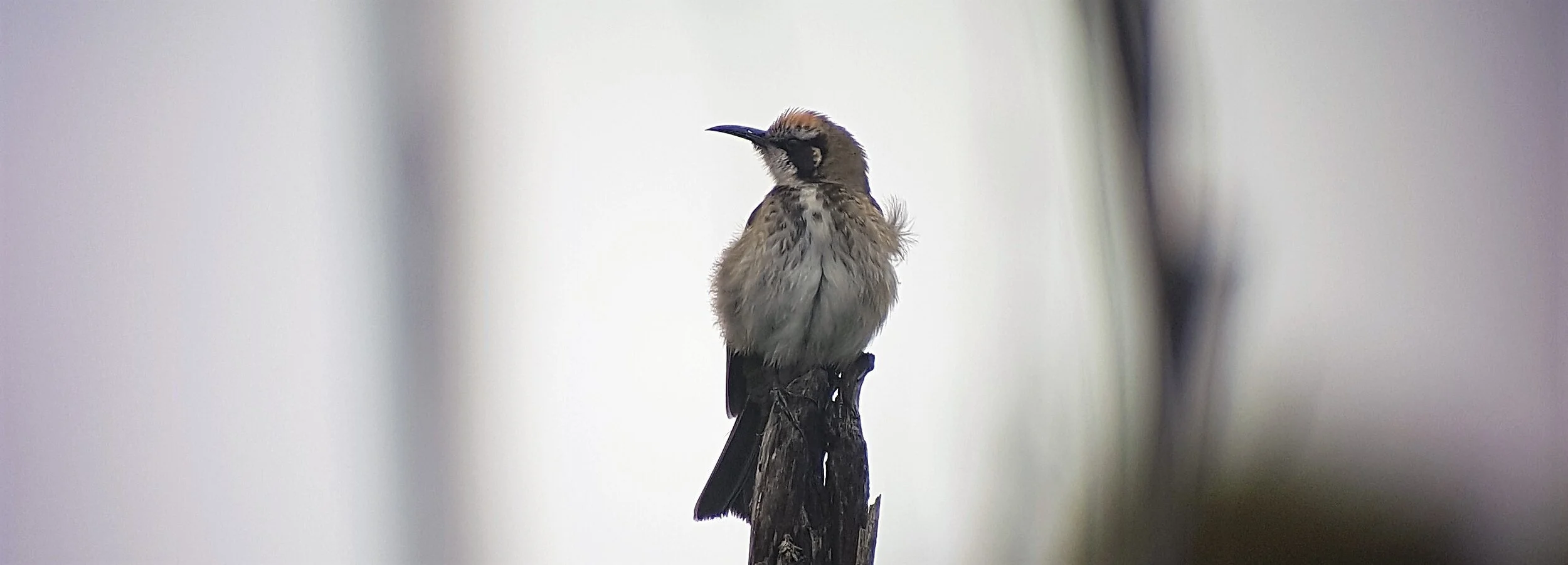 Species Files - Passerines — Birding Victoria