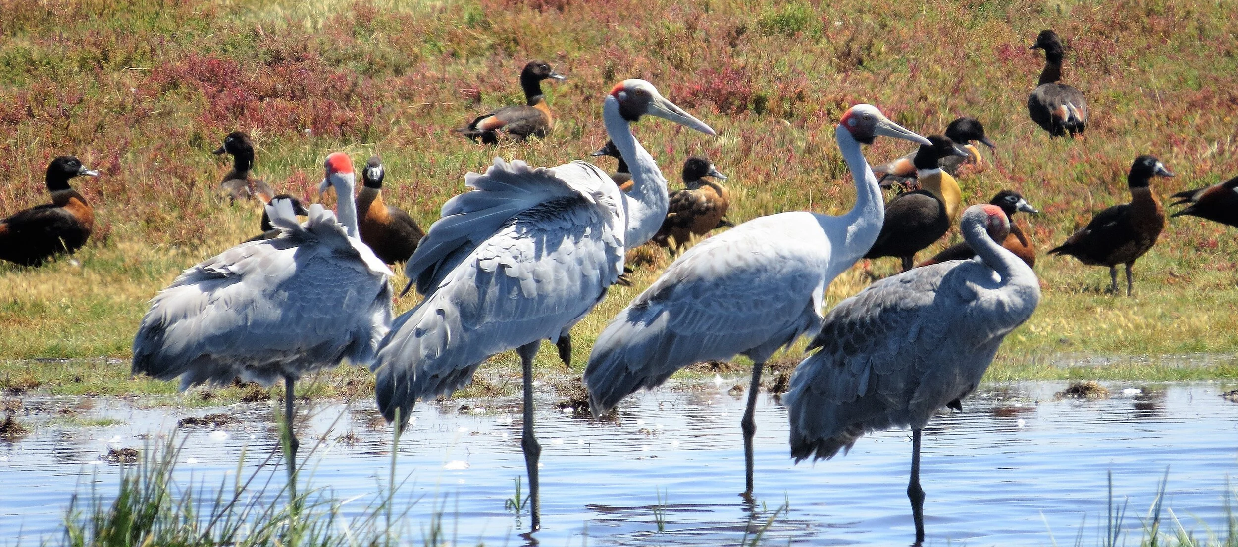 Western Victoria — Birding Victoria