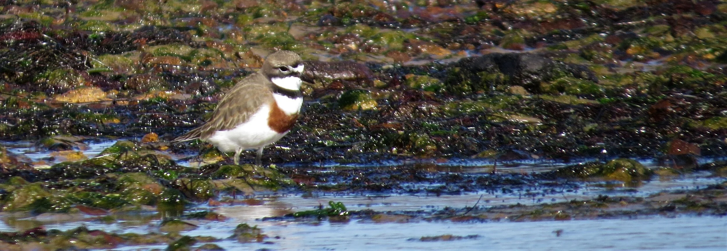Species Files - Non Passerines — Birding Victoria