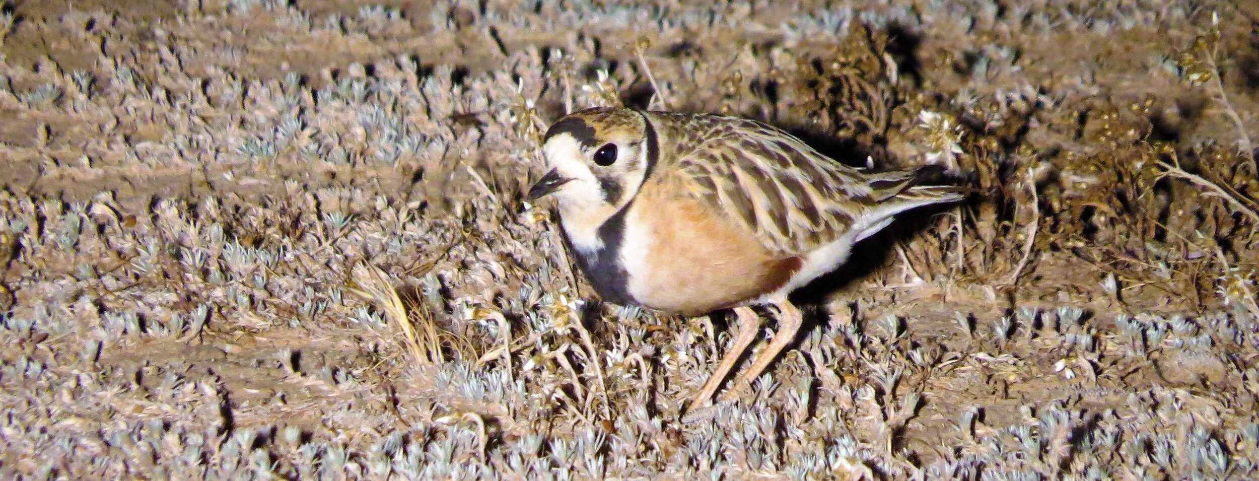 Species Files - Non Passerines — Birding Victoria