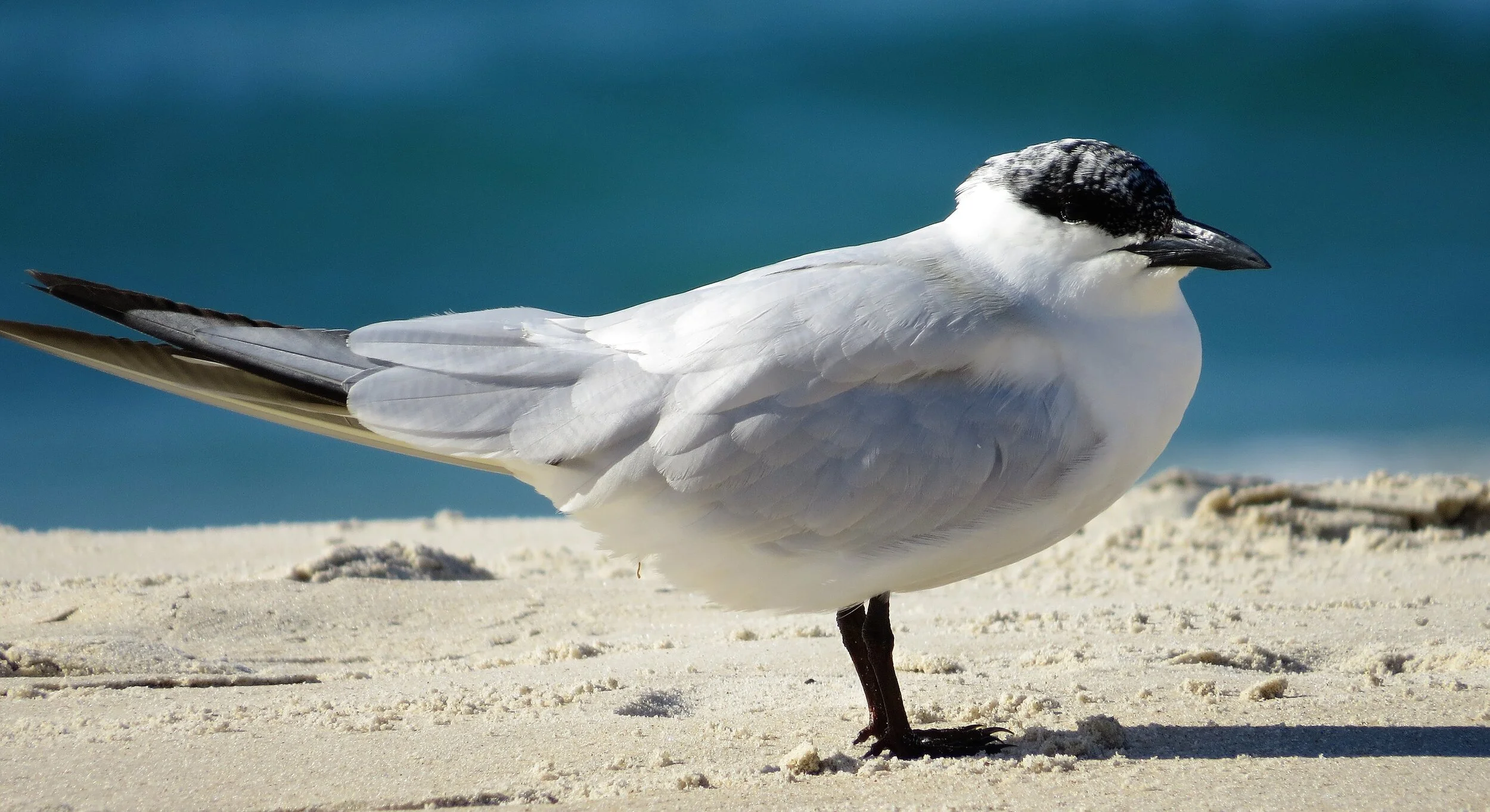 Species Files - Non Passerines — Birding Victoria