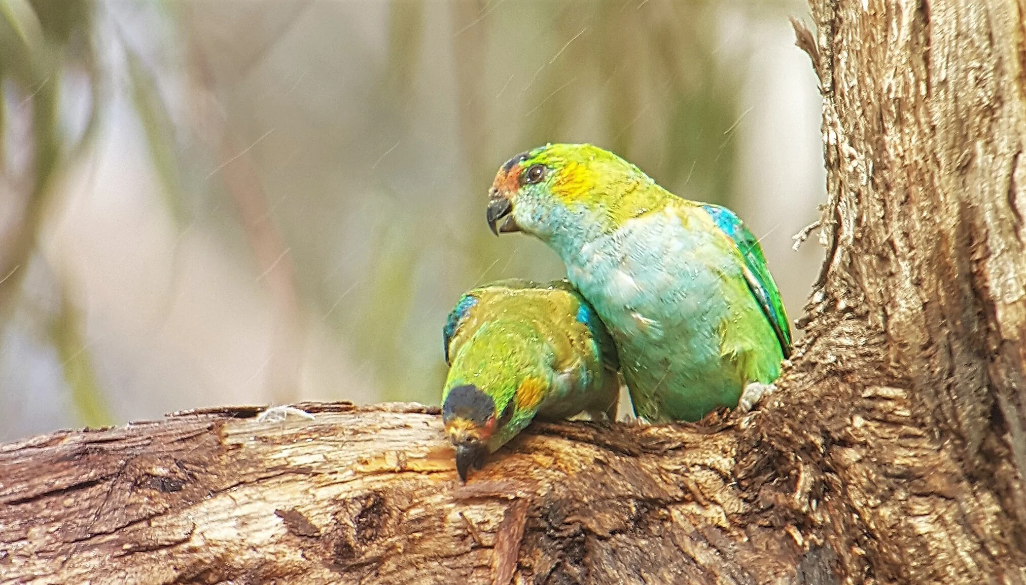 Species Files - Non Passerines — Birding Victoria