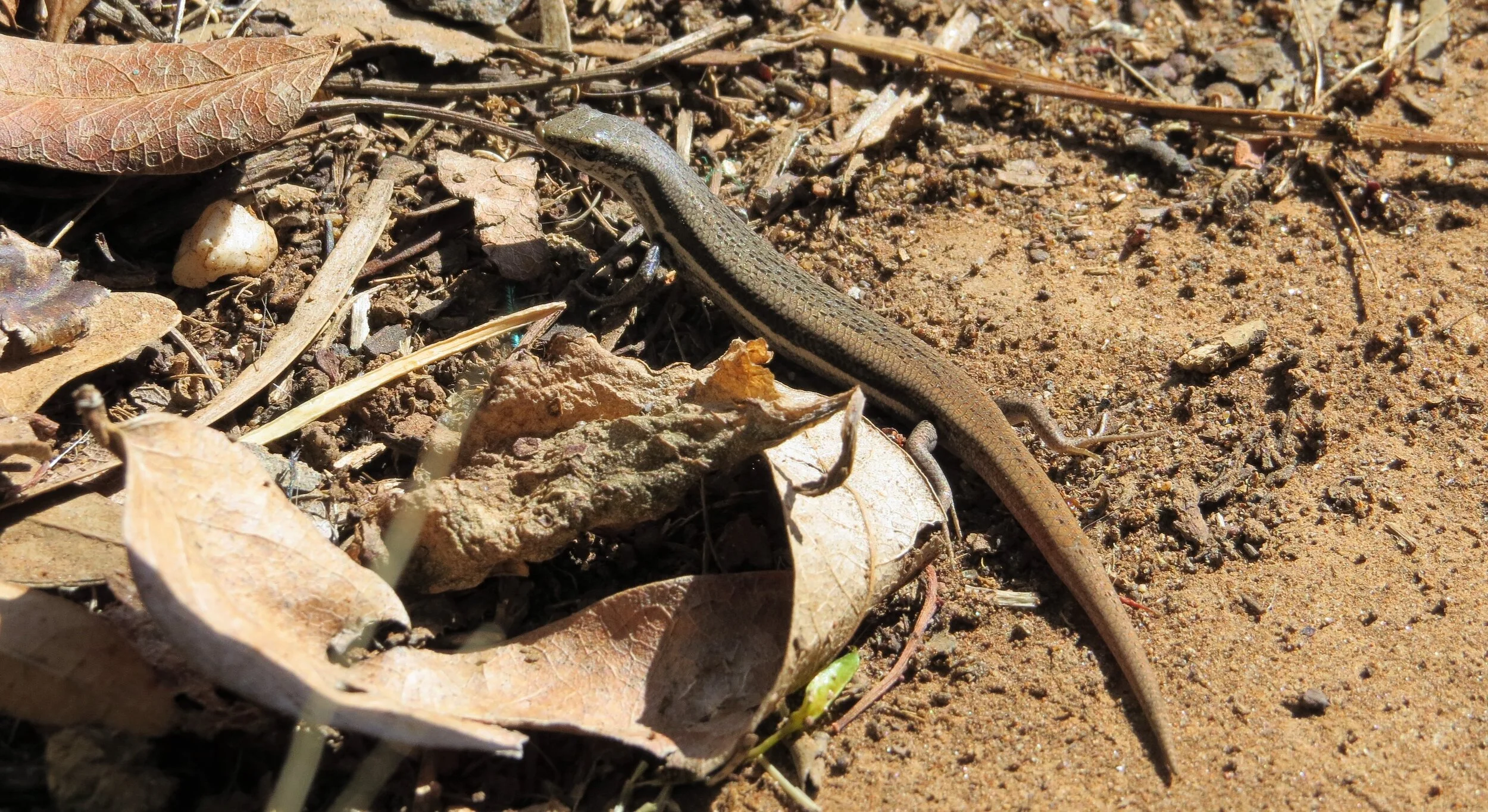 Reptiles and amphibians — Birding Victoria