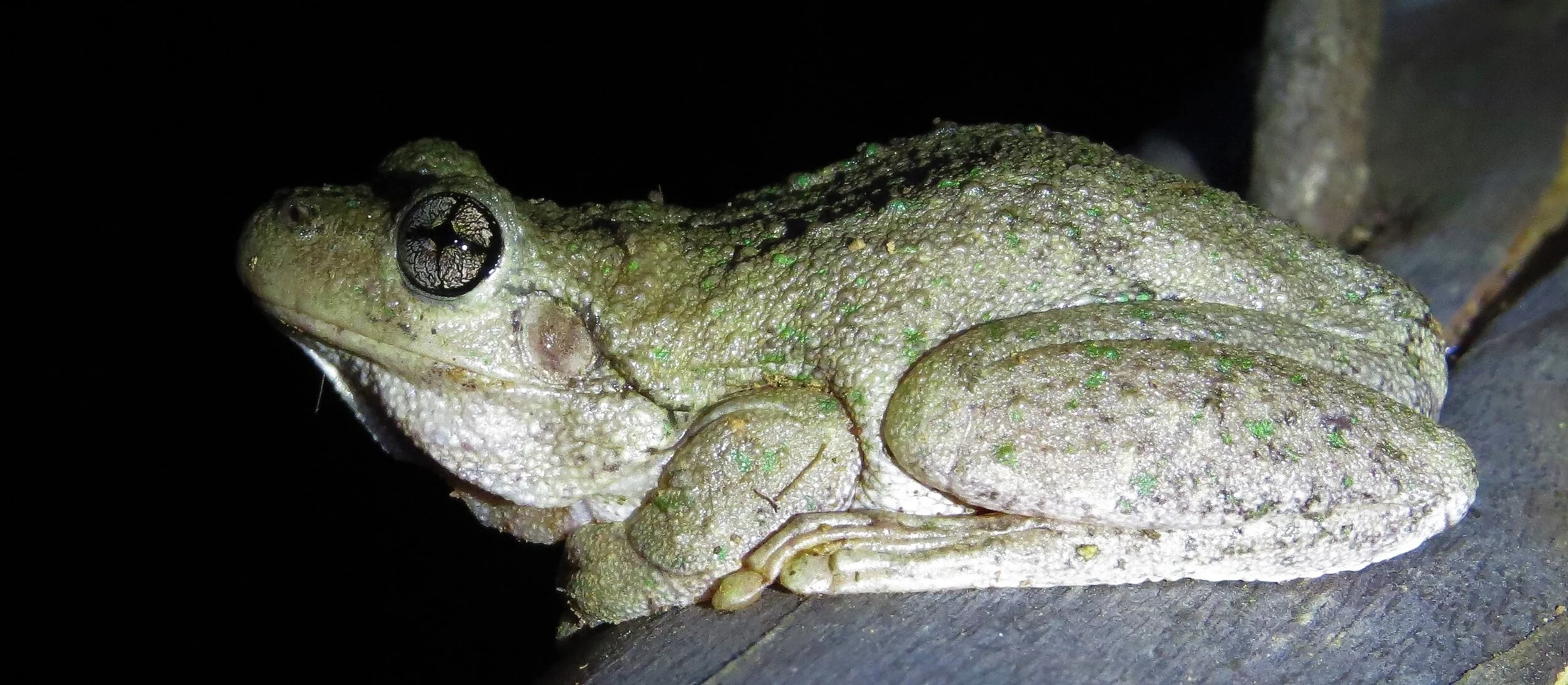 Common Frogs In Victoria at Mario Harrell blog