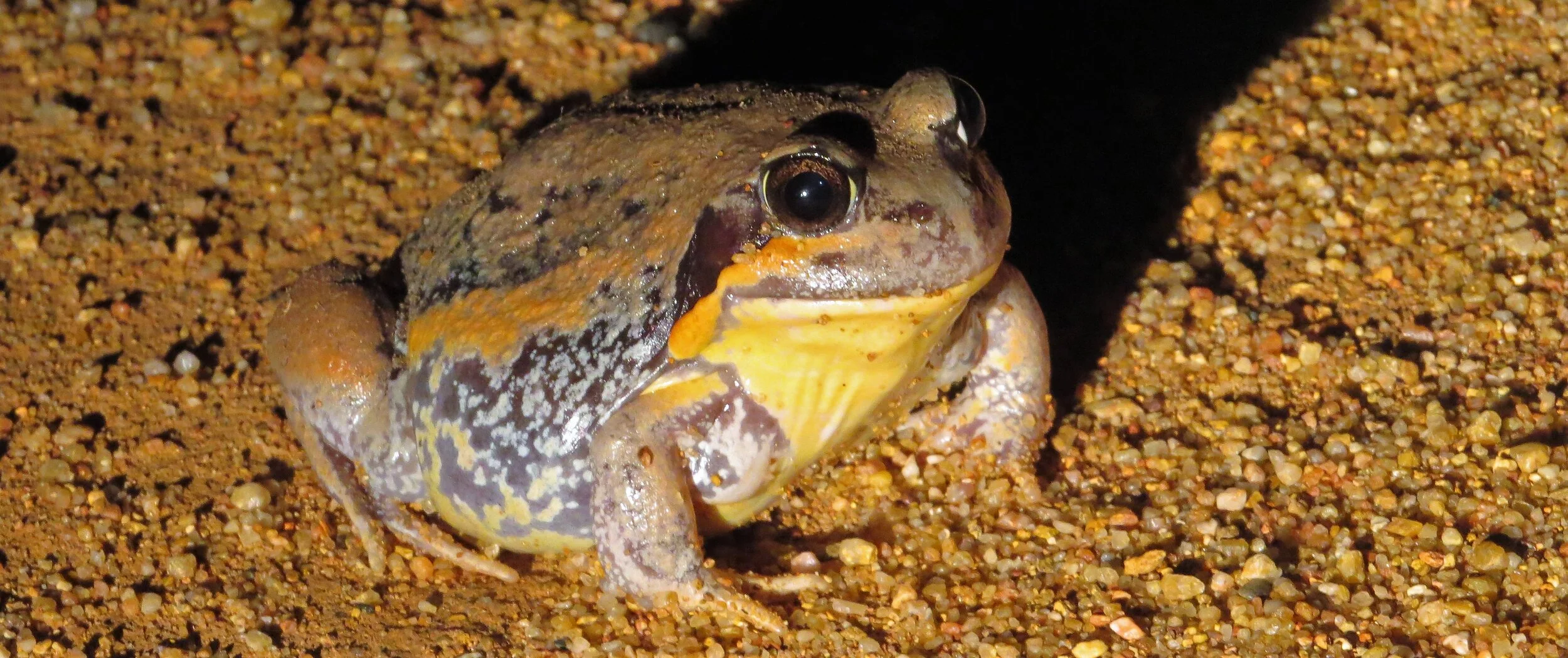 Reptiles and amphibians — Birding Victoria