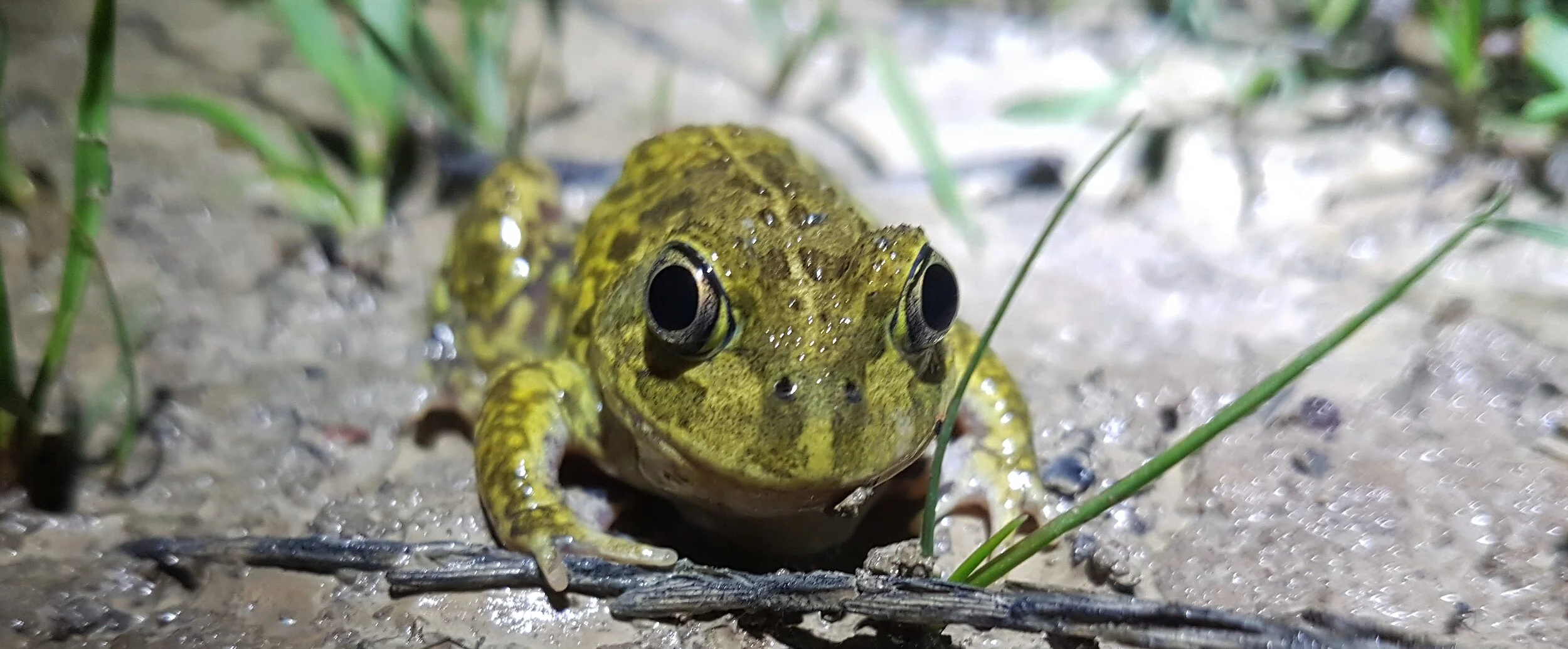 Reptiles and amphibians — Birding Victoria