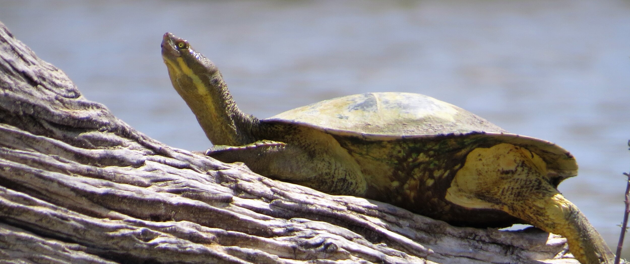 Reptiles and amphibians — Birding Victoria