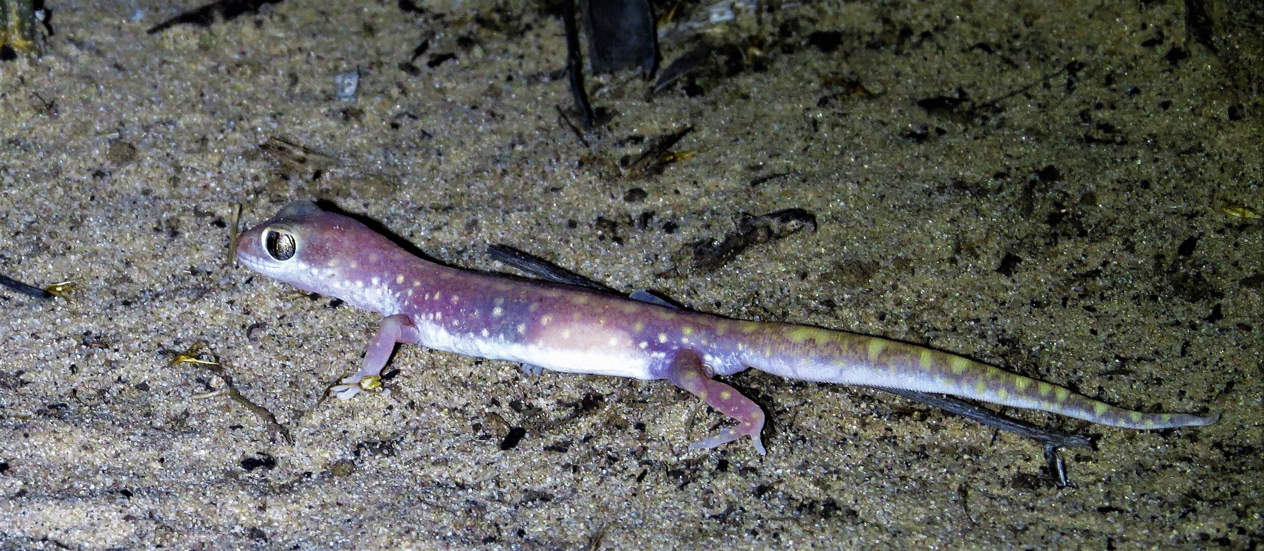 Reptiles and amphibians — Birding Victoria