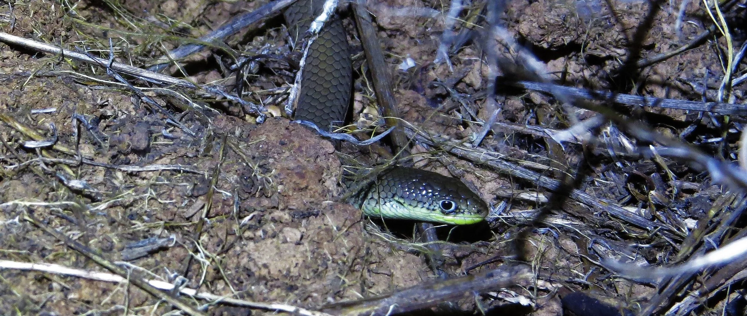 Reptiles and amphibians — Birding Victoria