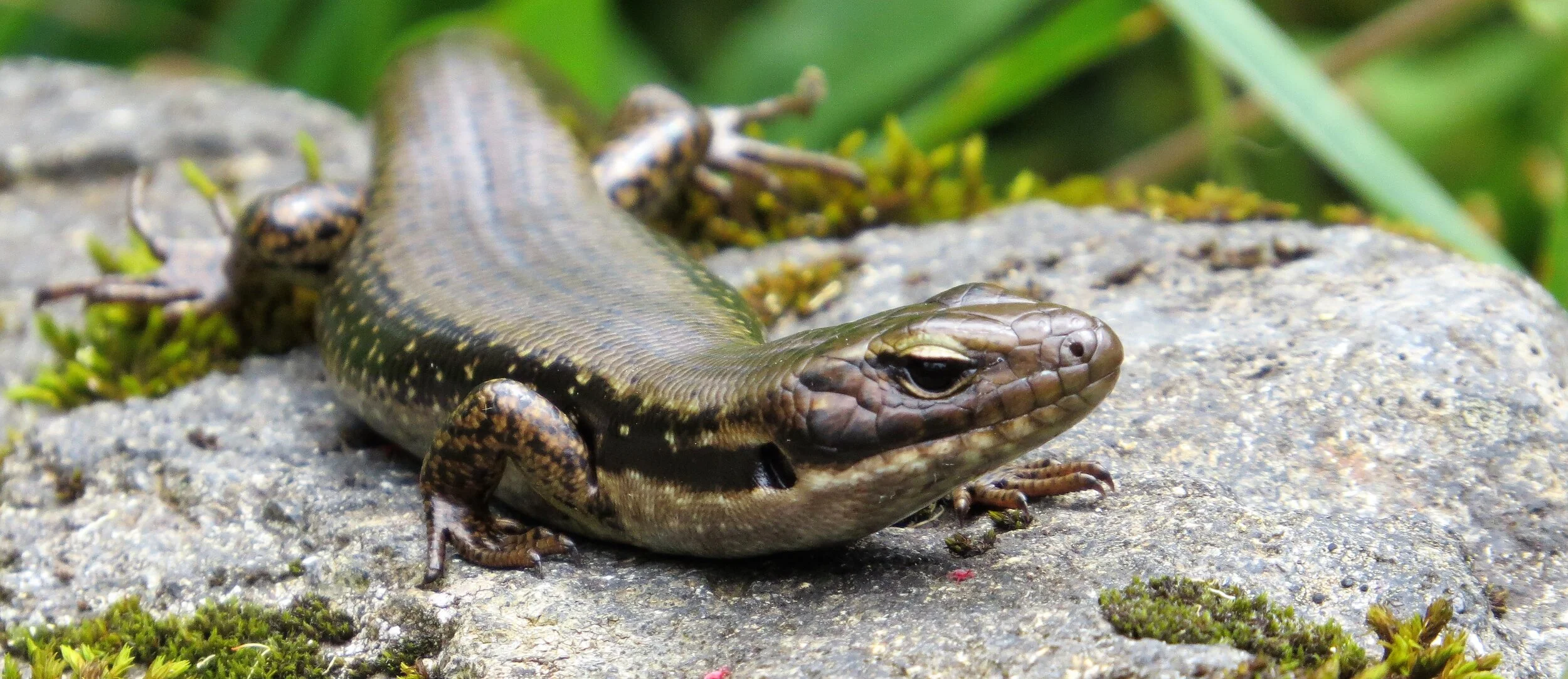 Reptiles and amphibians — Birding Victoria