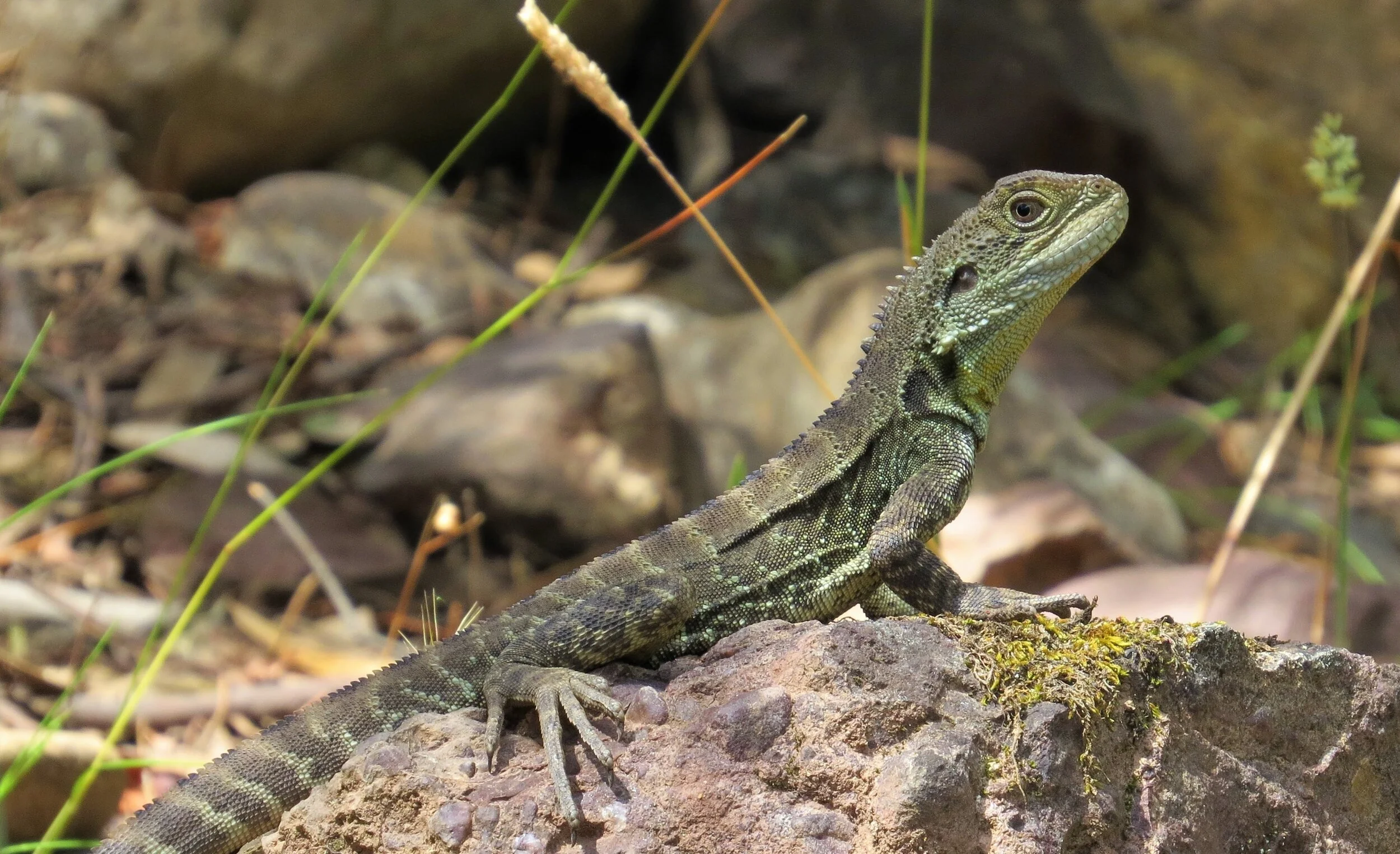 Types Of Garden Lizards In Australia | Fasci Garden
