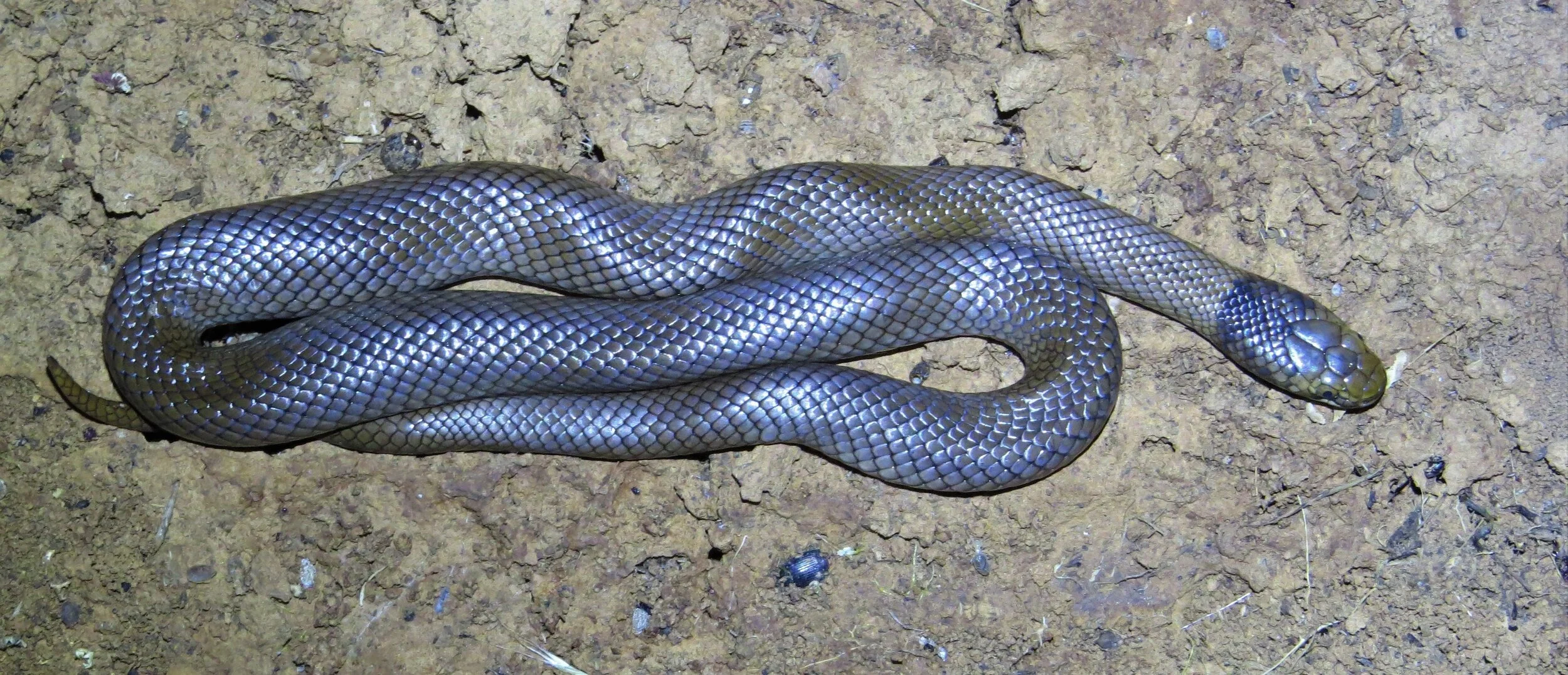 Reptiles and amphibians — Birding Victoria