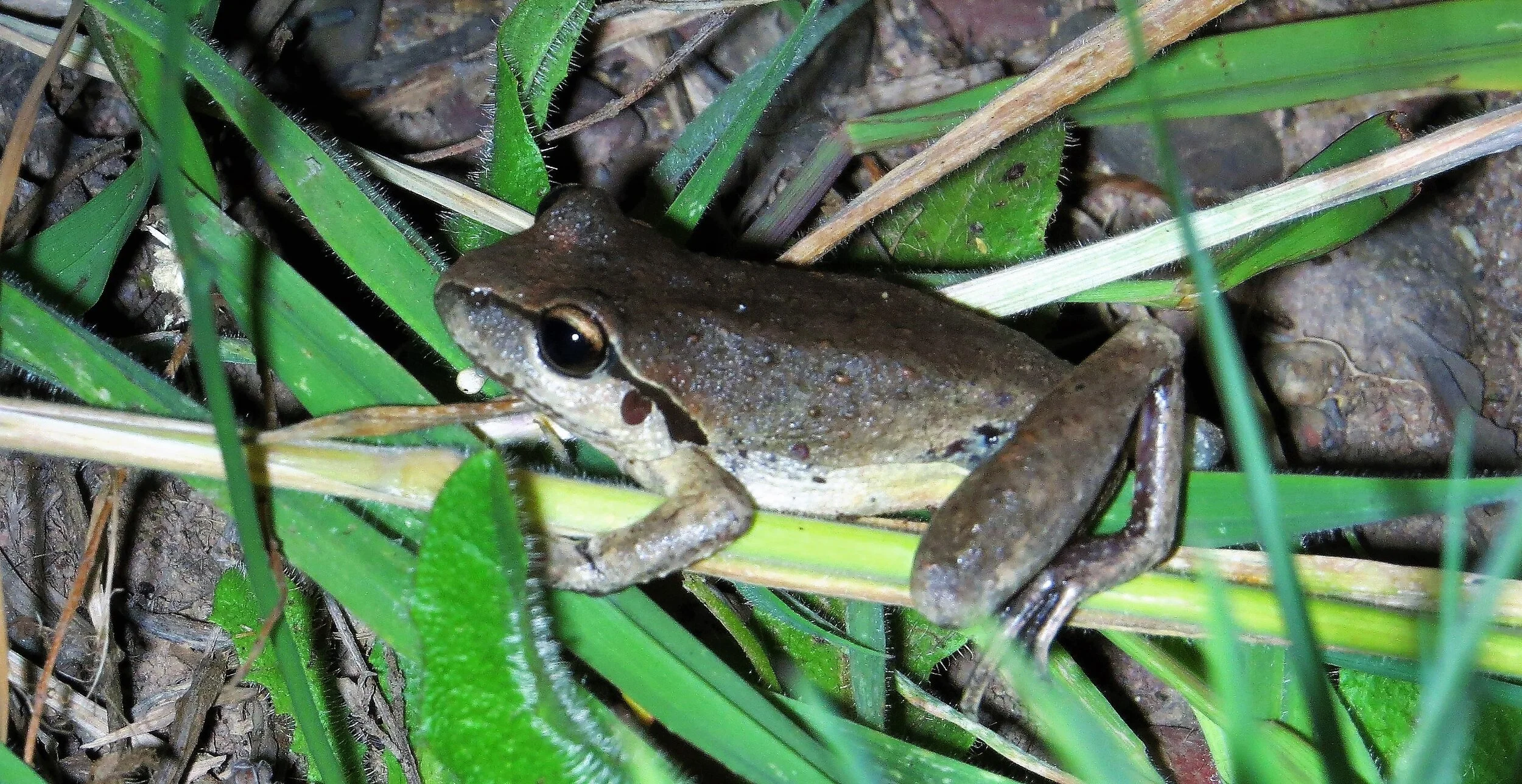 Reptiles and amphibians — Birding Victoria