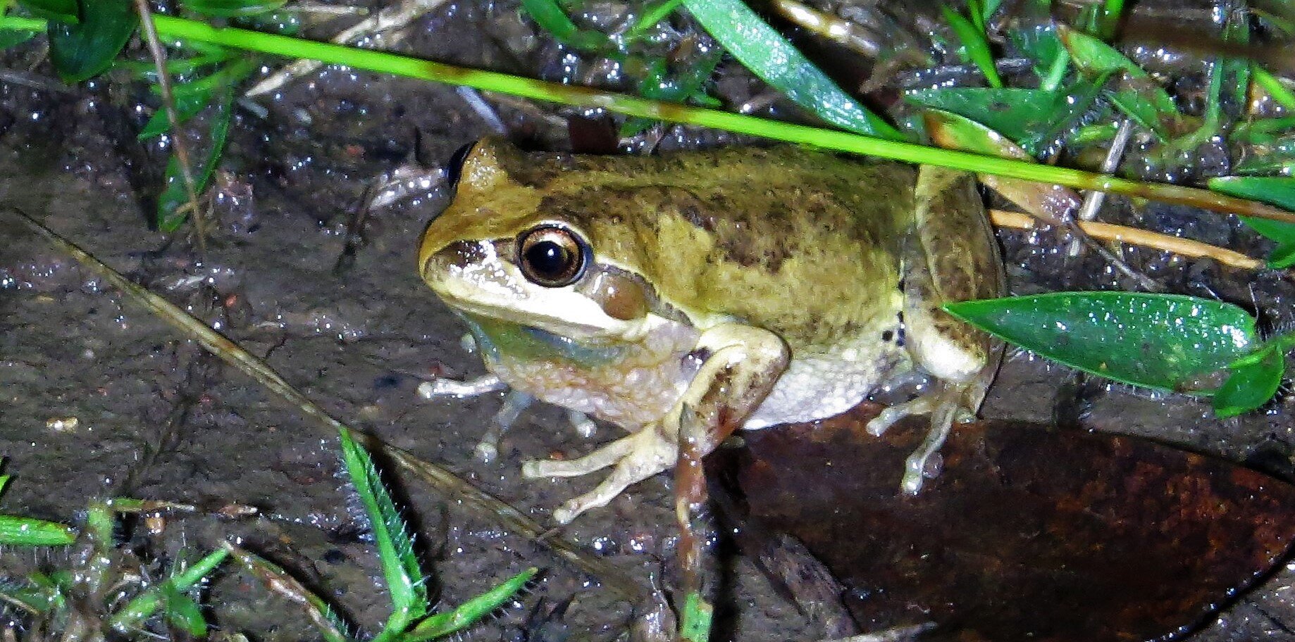 Reptiles and amphibians — Birding Victoria