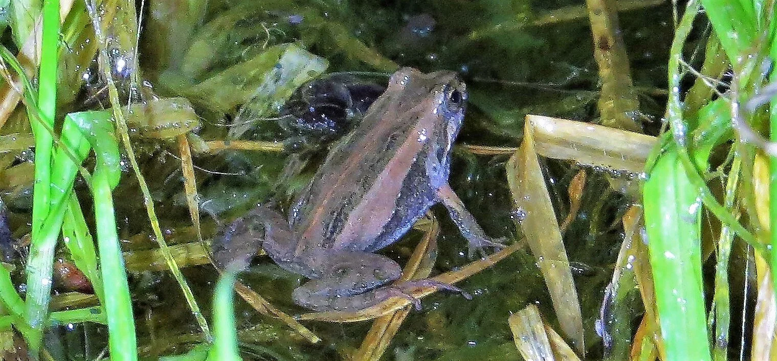 Reptiles and amphibians — Birding Victoria