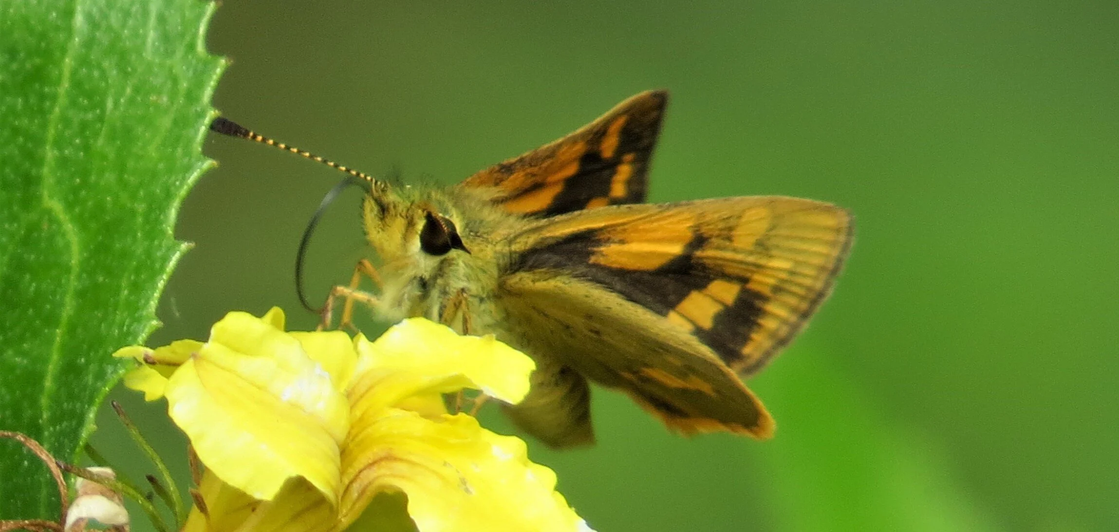 Butterflies — Birding Victoria