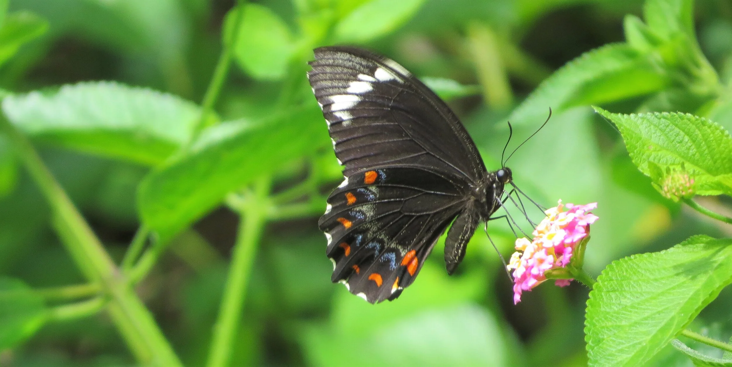 Butterflies — Birding Victoria