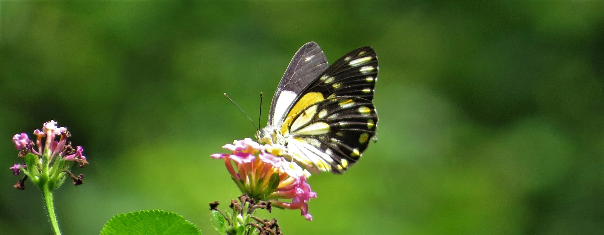 Butterflies — Birding Victoria