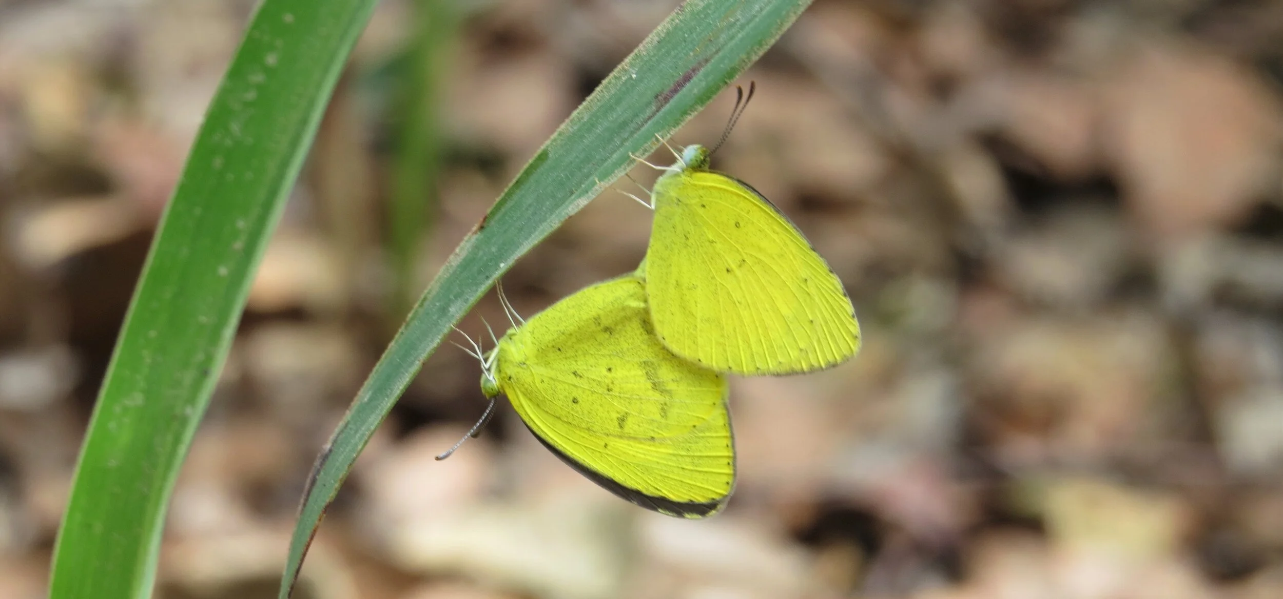 Butterflies — Birding Victoria