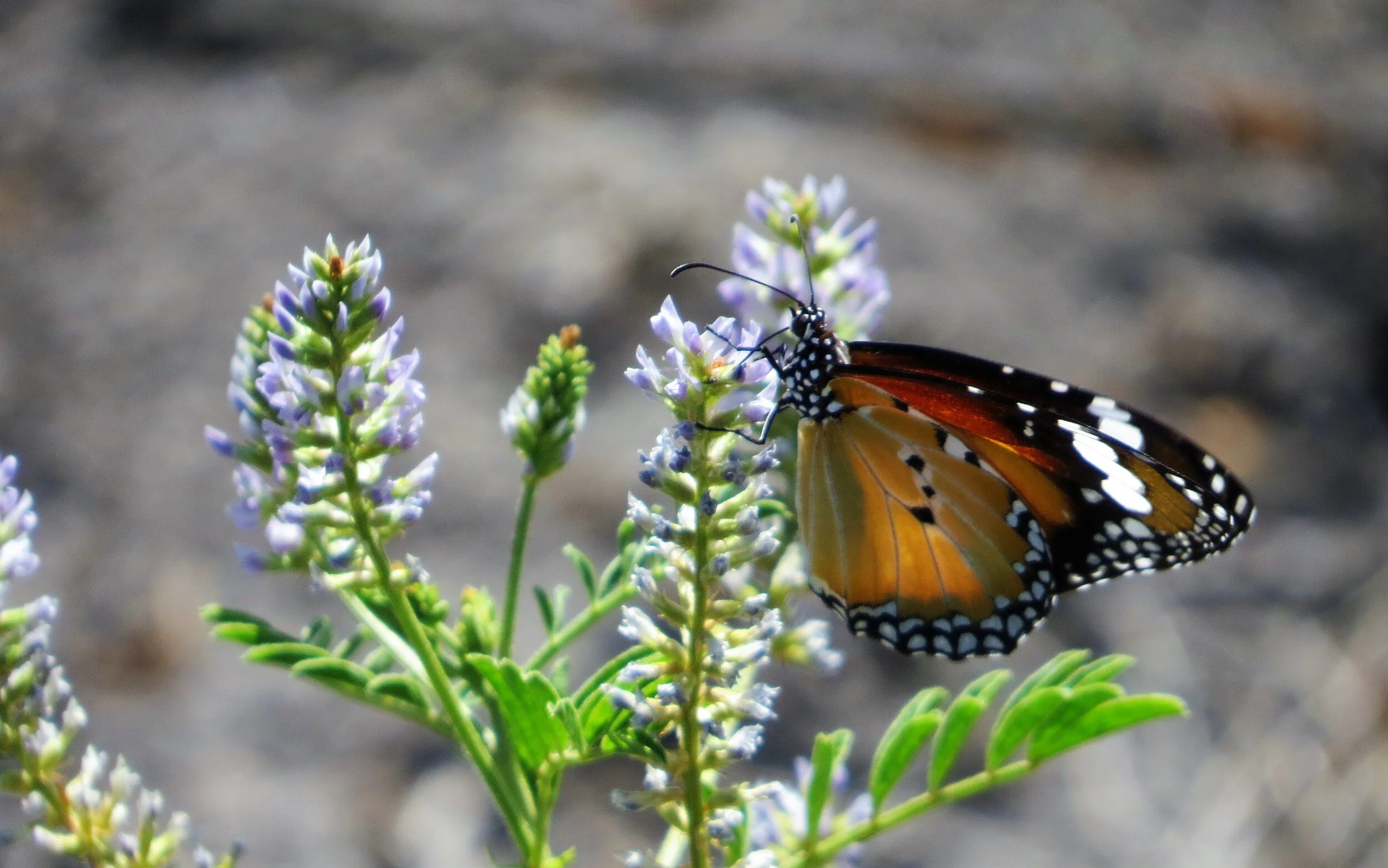 Butterflies — Birding Victoria