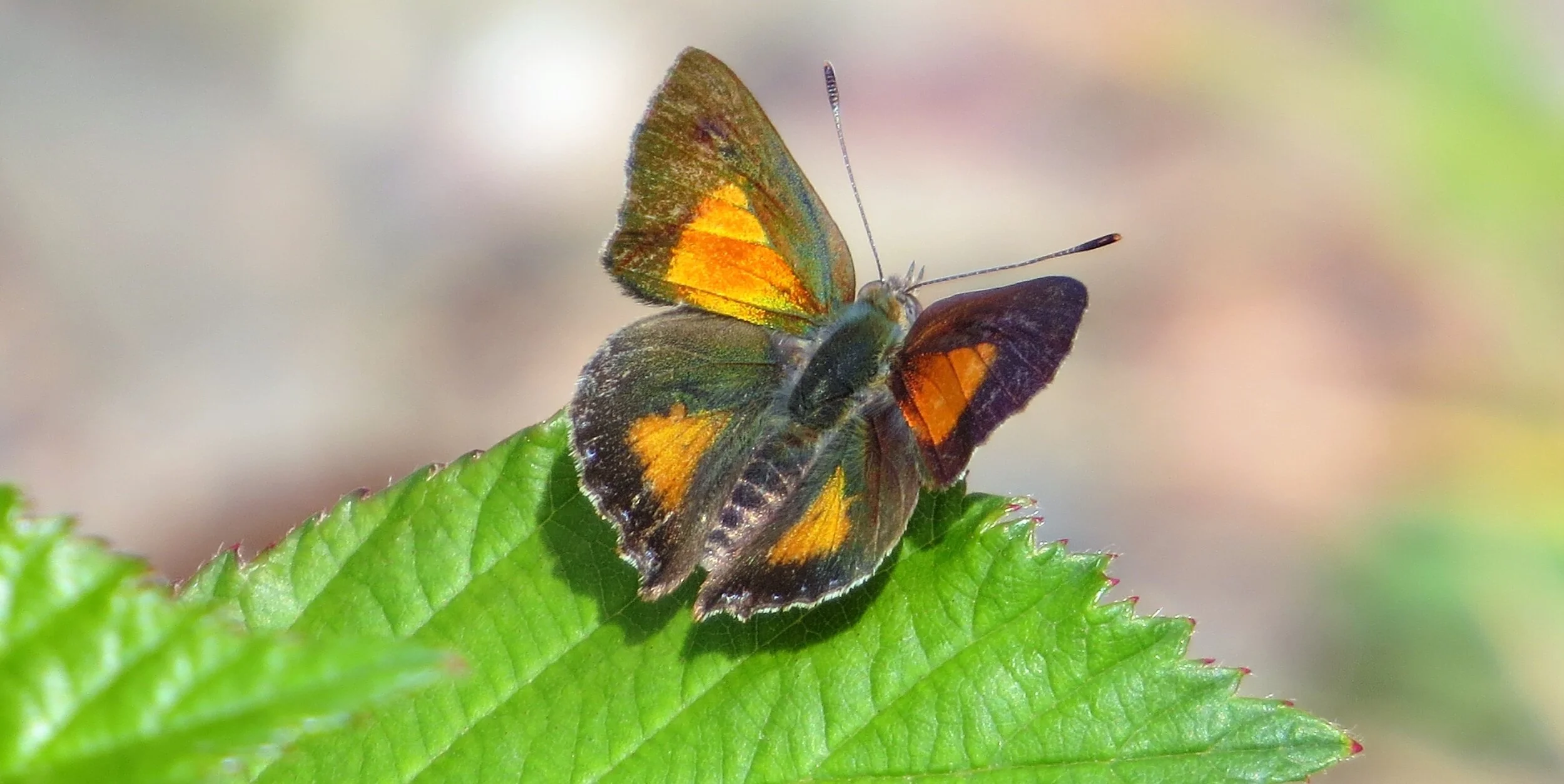 Butterflies — Birding Victoria
