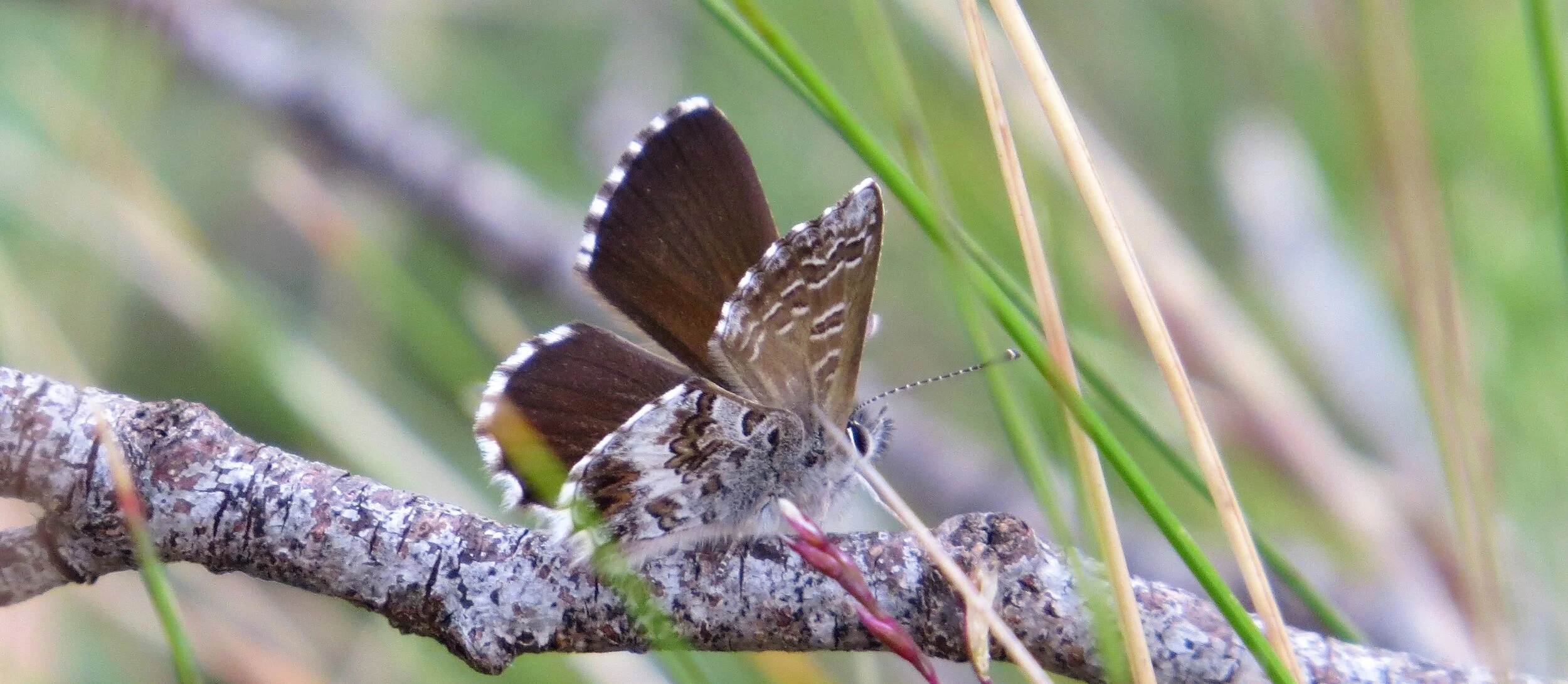 Butterflies — Birding Victoria