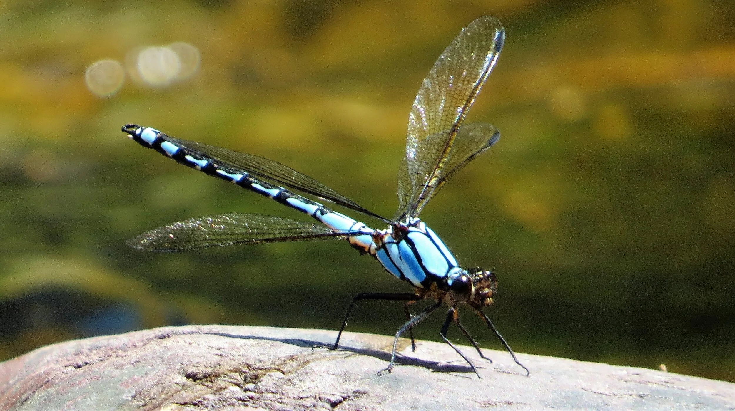 Dragonflies — Birding Victoria