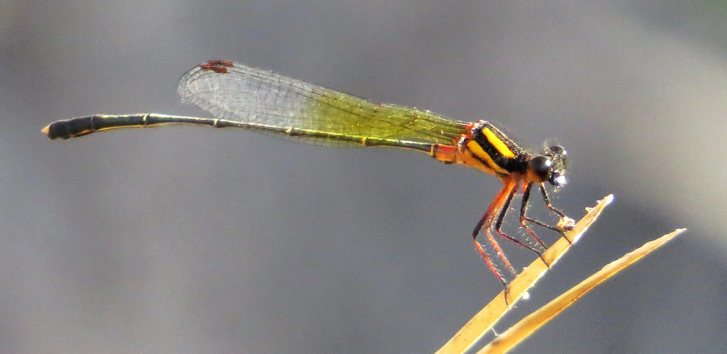 Dragonflies — Birding Victoria