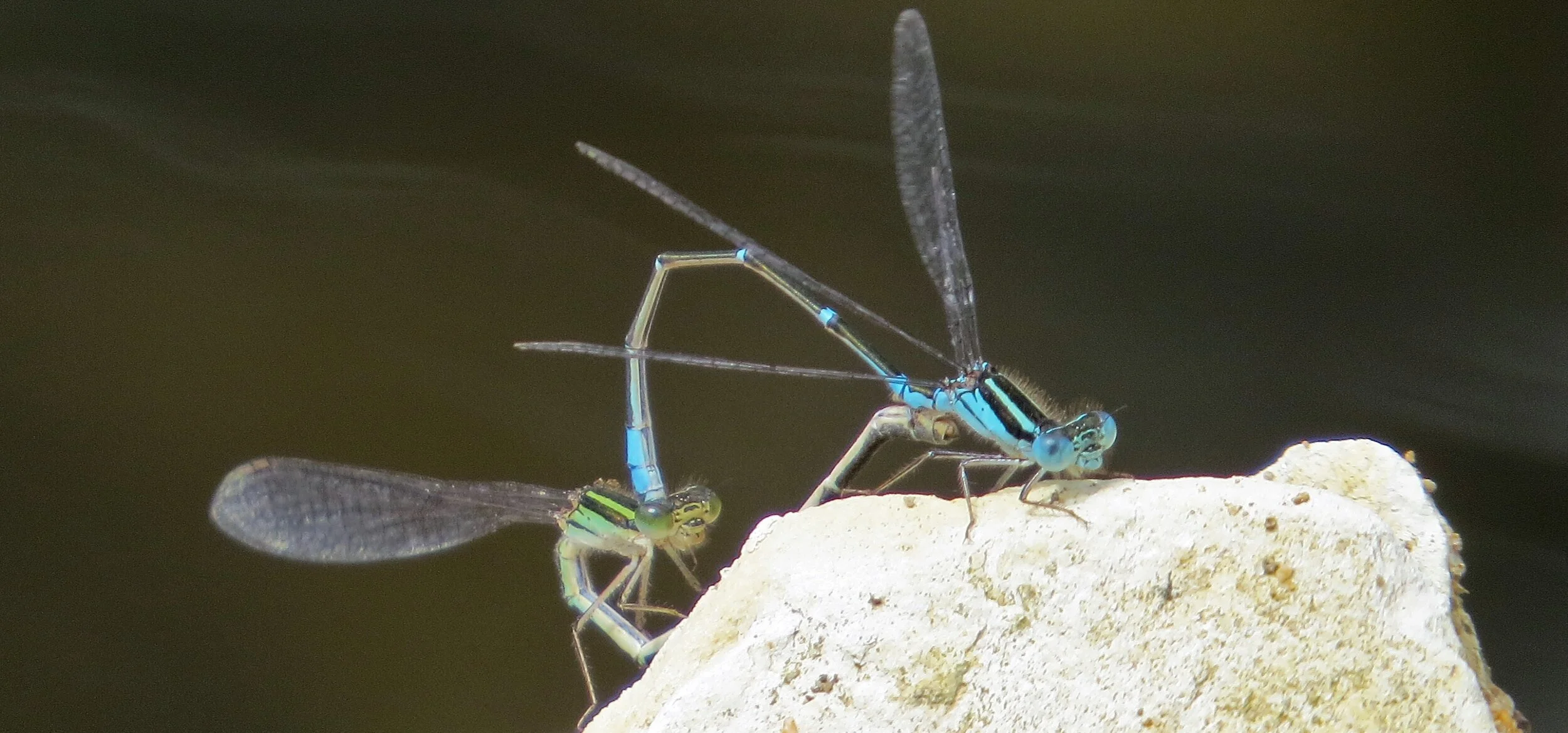 Dragonflies — Birding Victoria