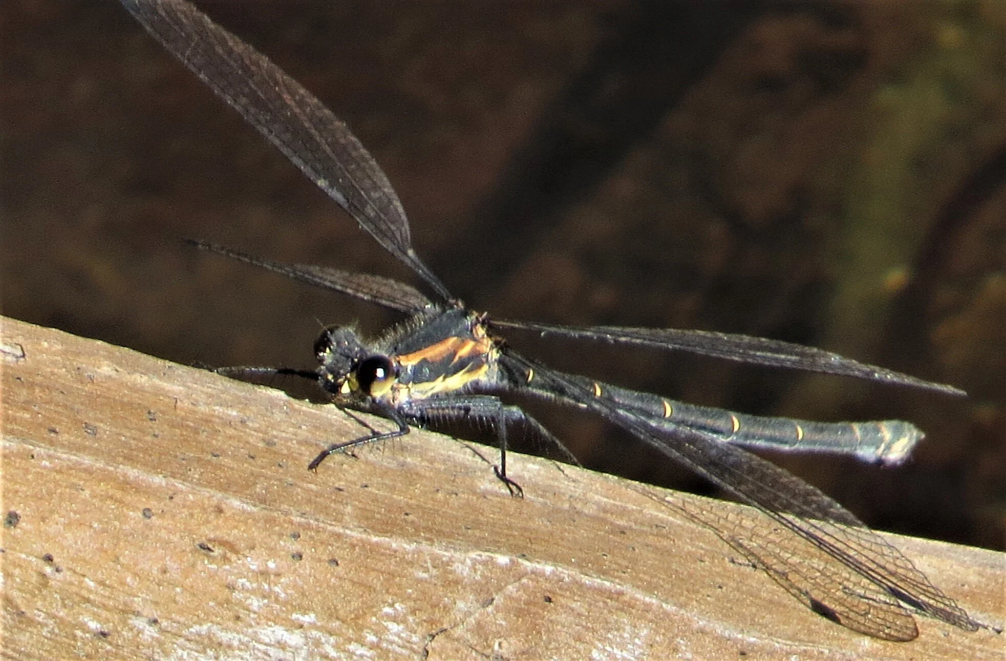 Dragonflies — Birding Victoria