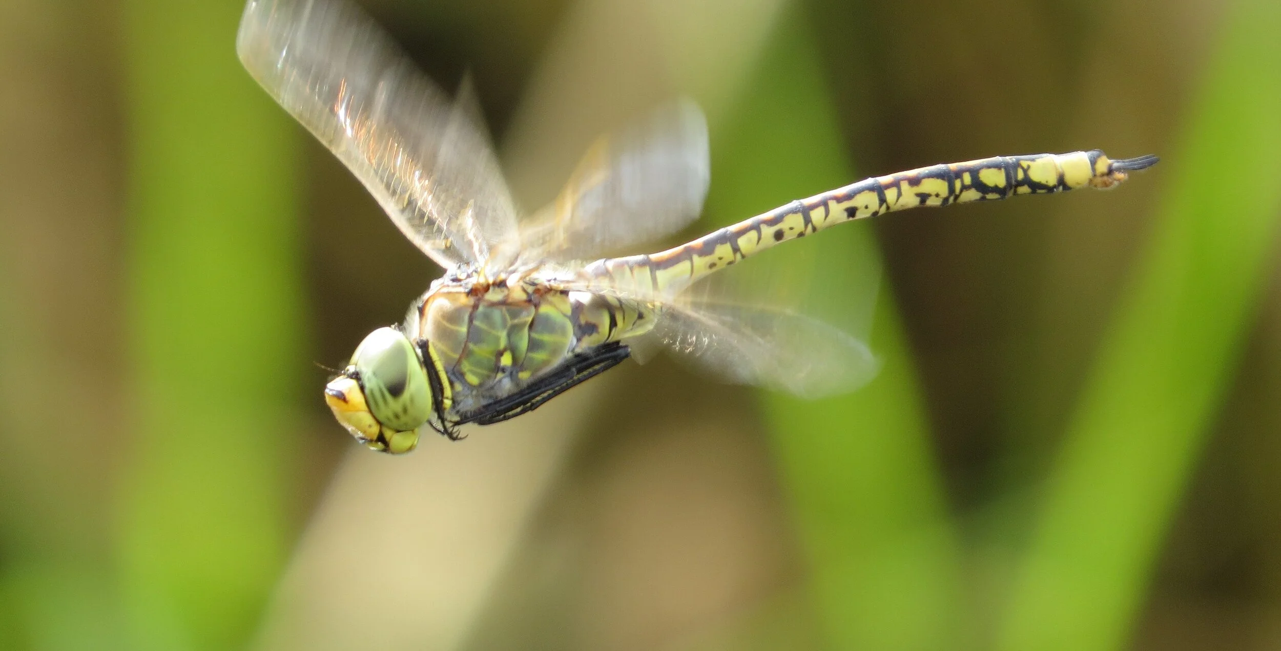 Dragonflies — Birding Victoria