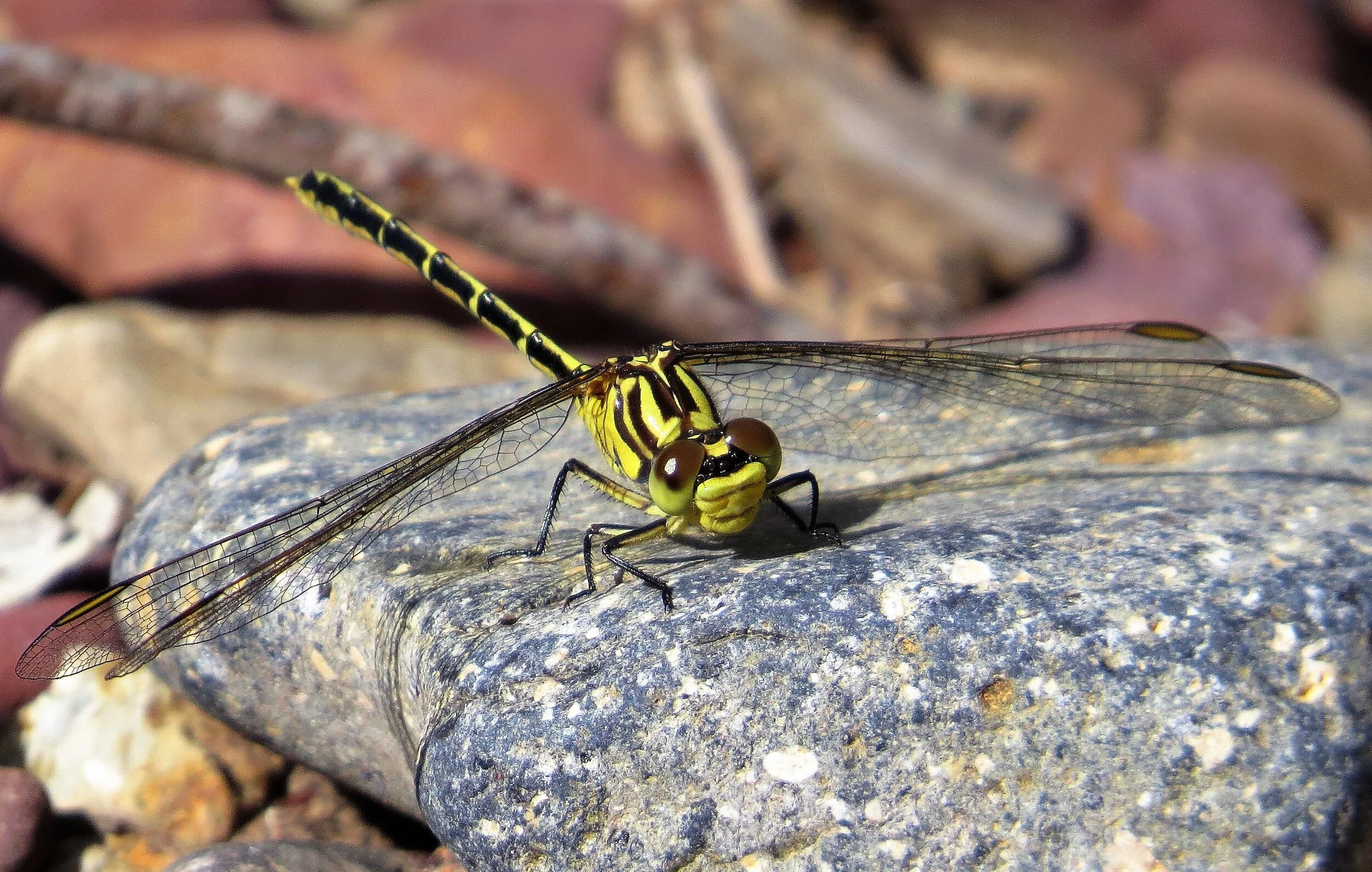 Dragonflies — Birding Victoria